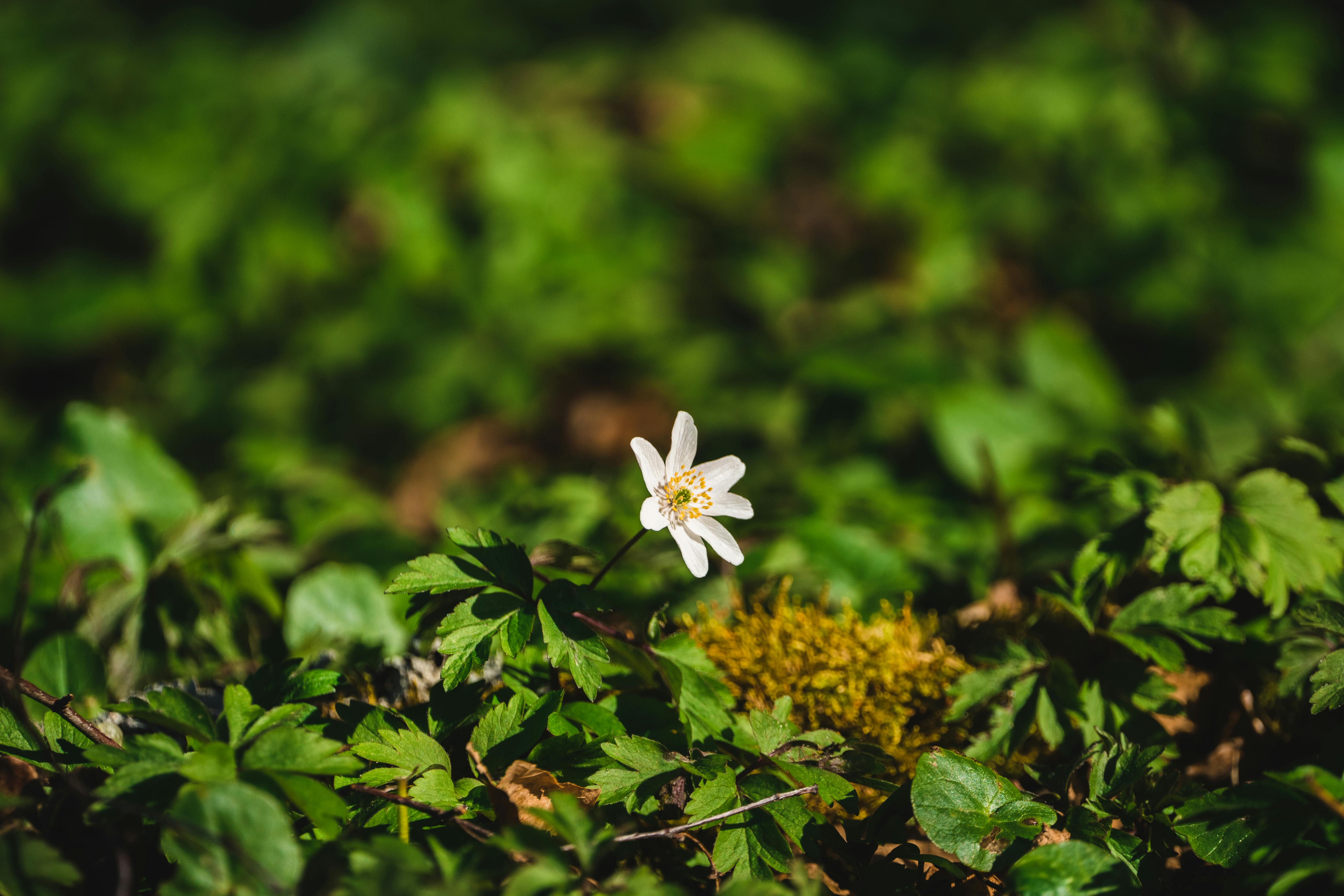 Close-Up Photography of White Flowers · Free Stock Photo