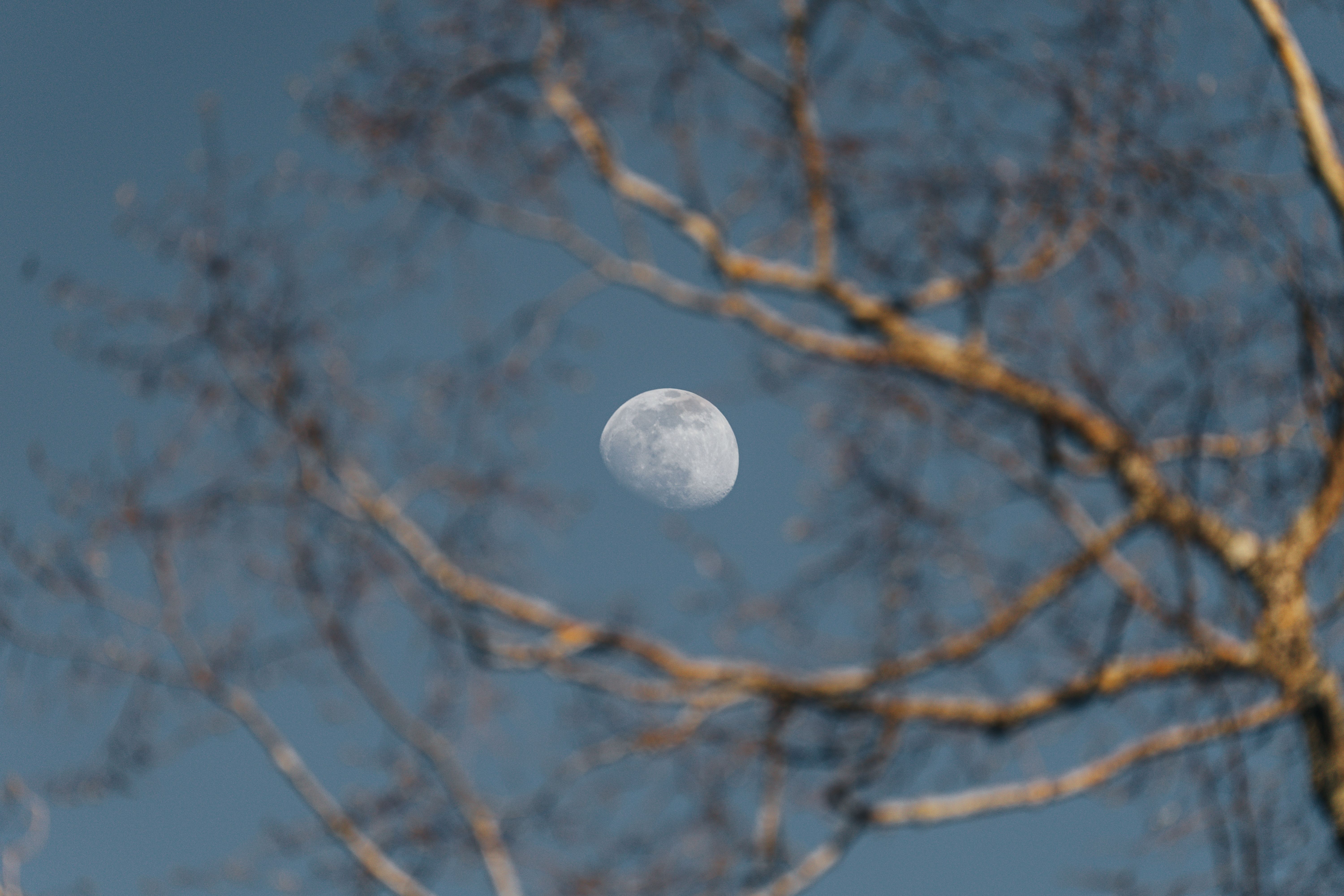 Moonlight Tree Photos, Download The BEST Free Moonlight Tree Stock ...