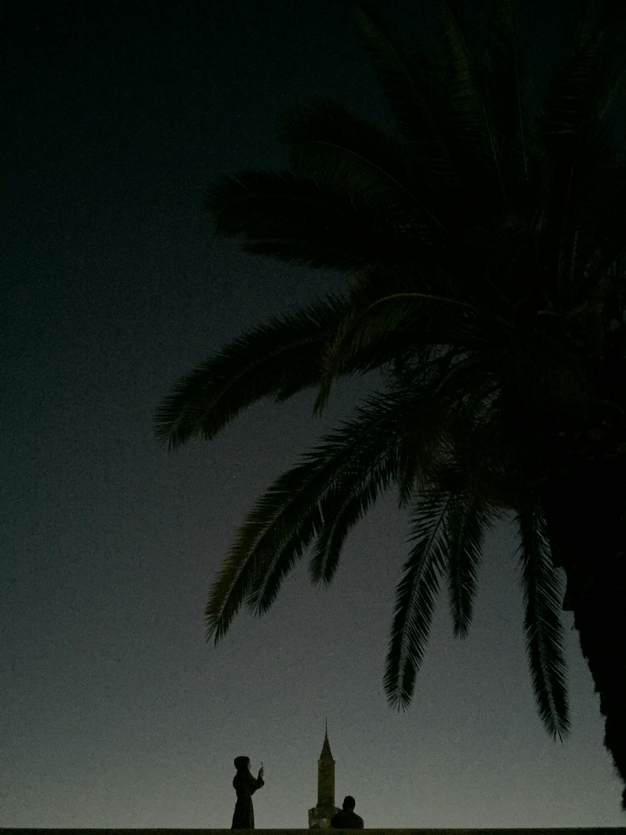 Palm Tree Night Photos, Download The BEST Free Palm Tree Night Stock ...