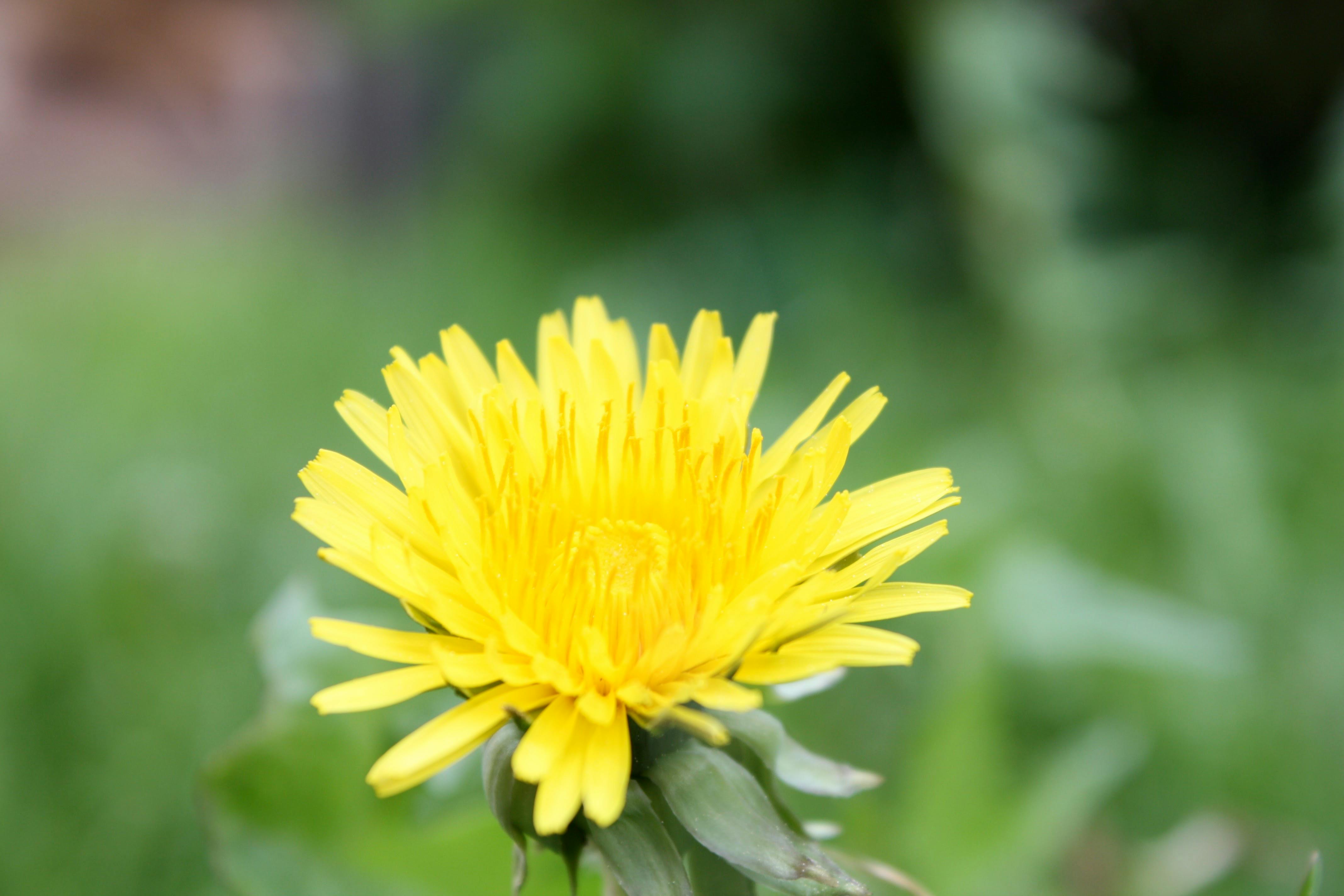 Free stock photo of everything yellow, flower, yellow flower