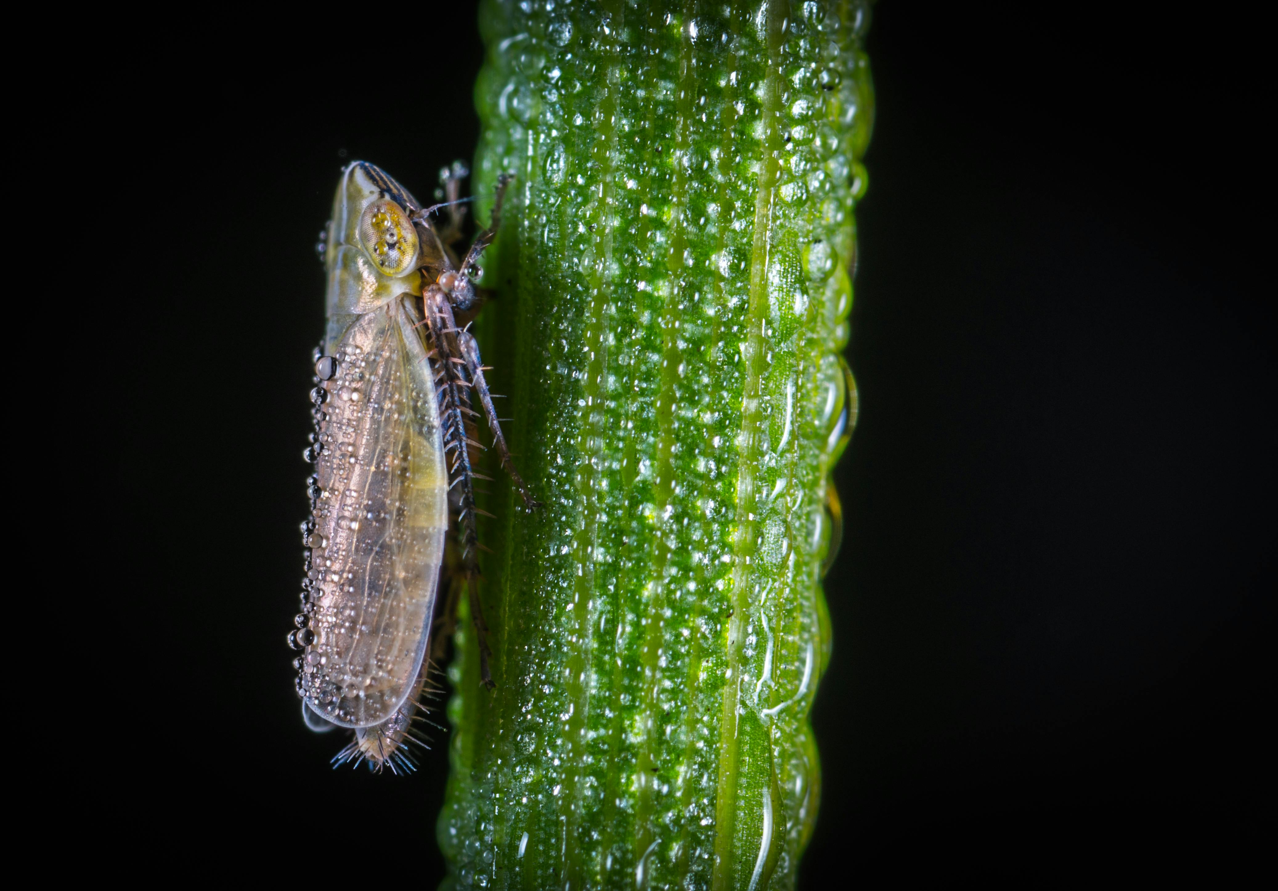 Macro Photography of Froghopper On Leaf · Free Stock Photo
