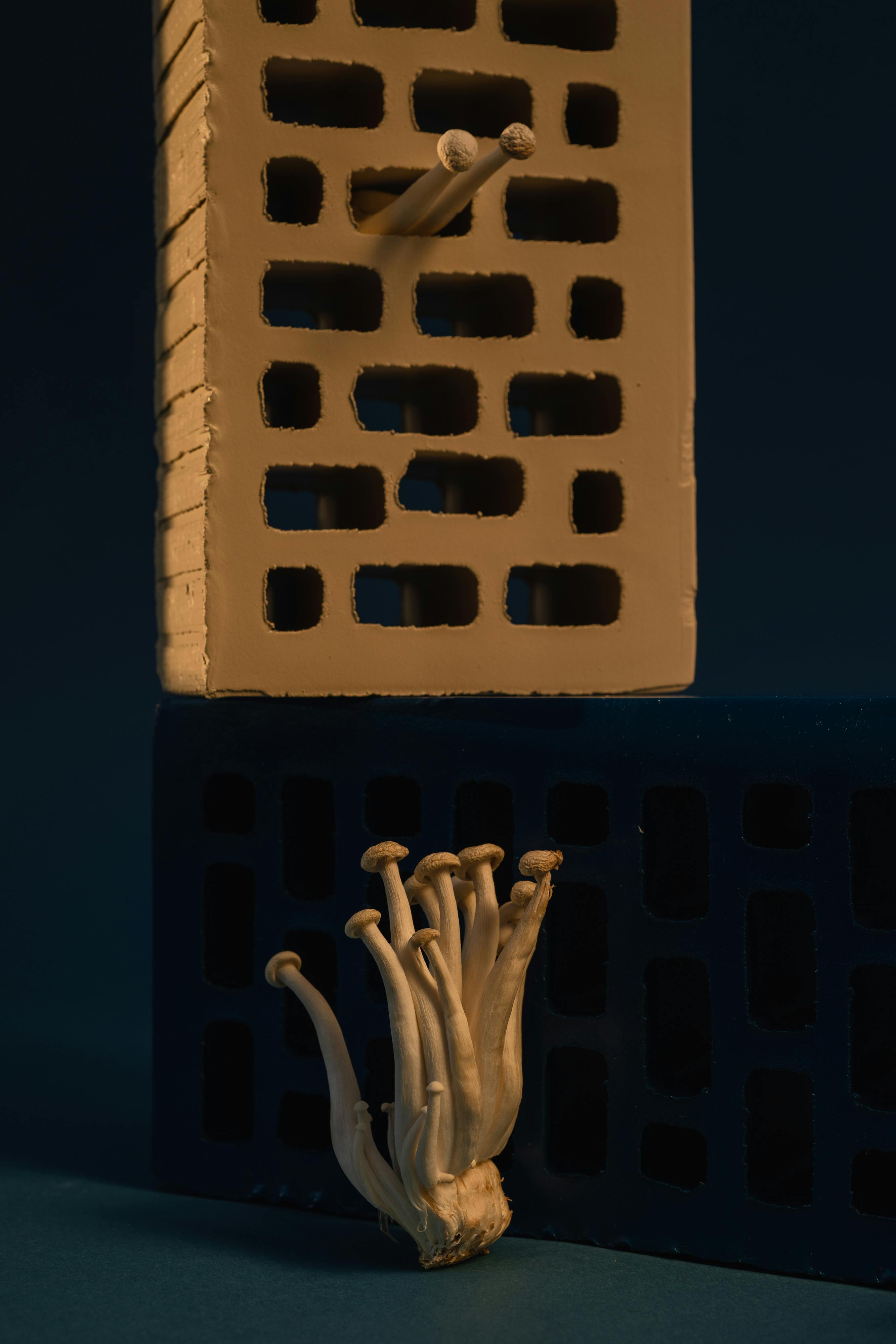 Fungi Bricks Photos, Download The BEST Free Fungi Bricks Stock Photos ...