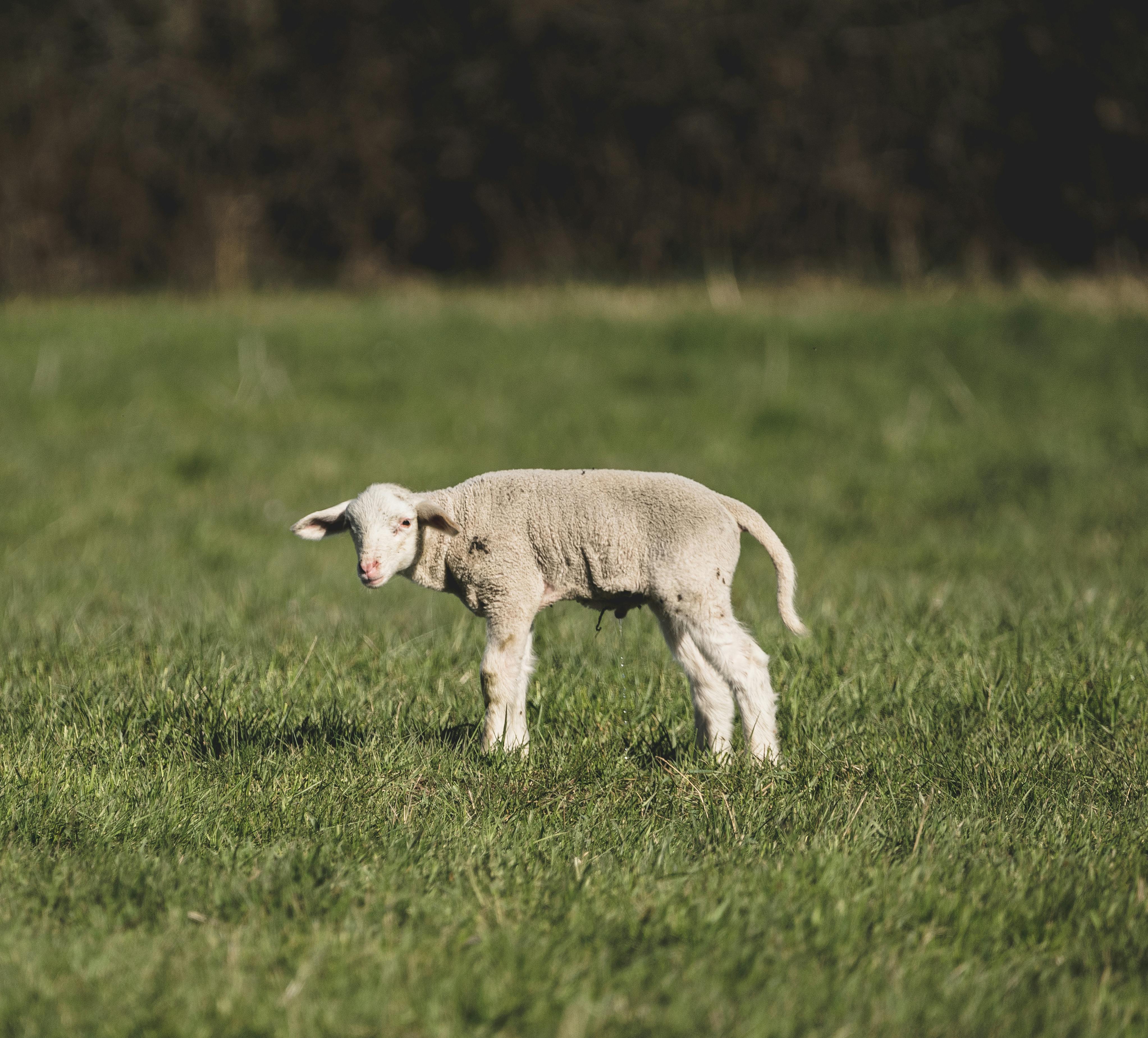 Lamb on Green Grass · Free Stock Photo