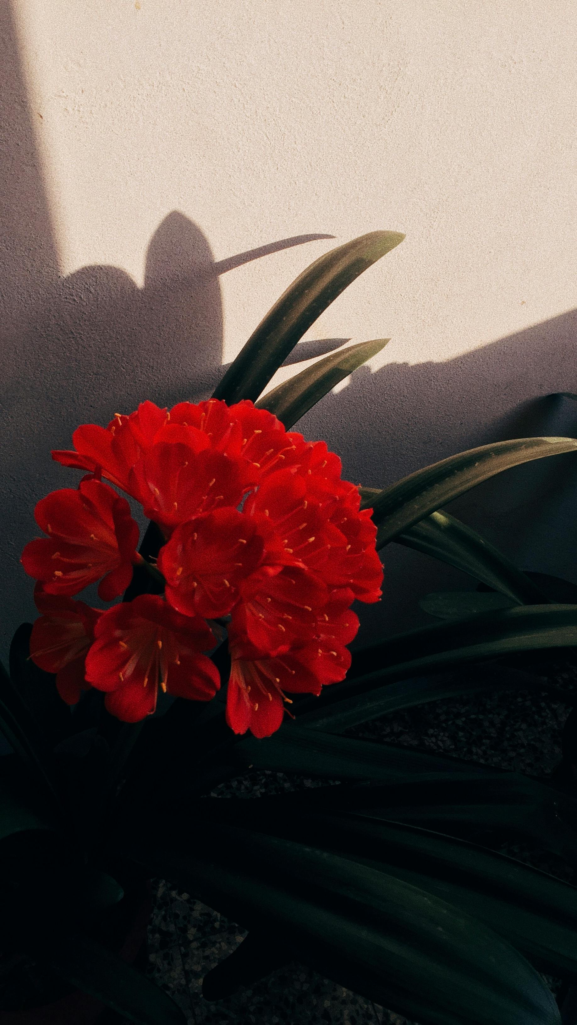 Full Bloom Red Flowers · Free Stock Photo
