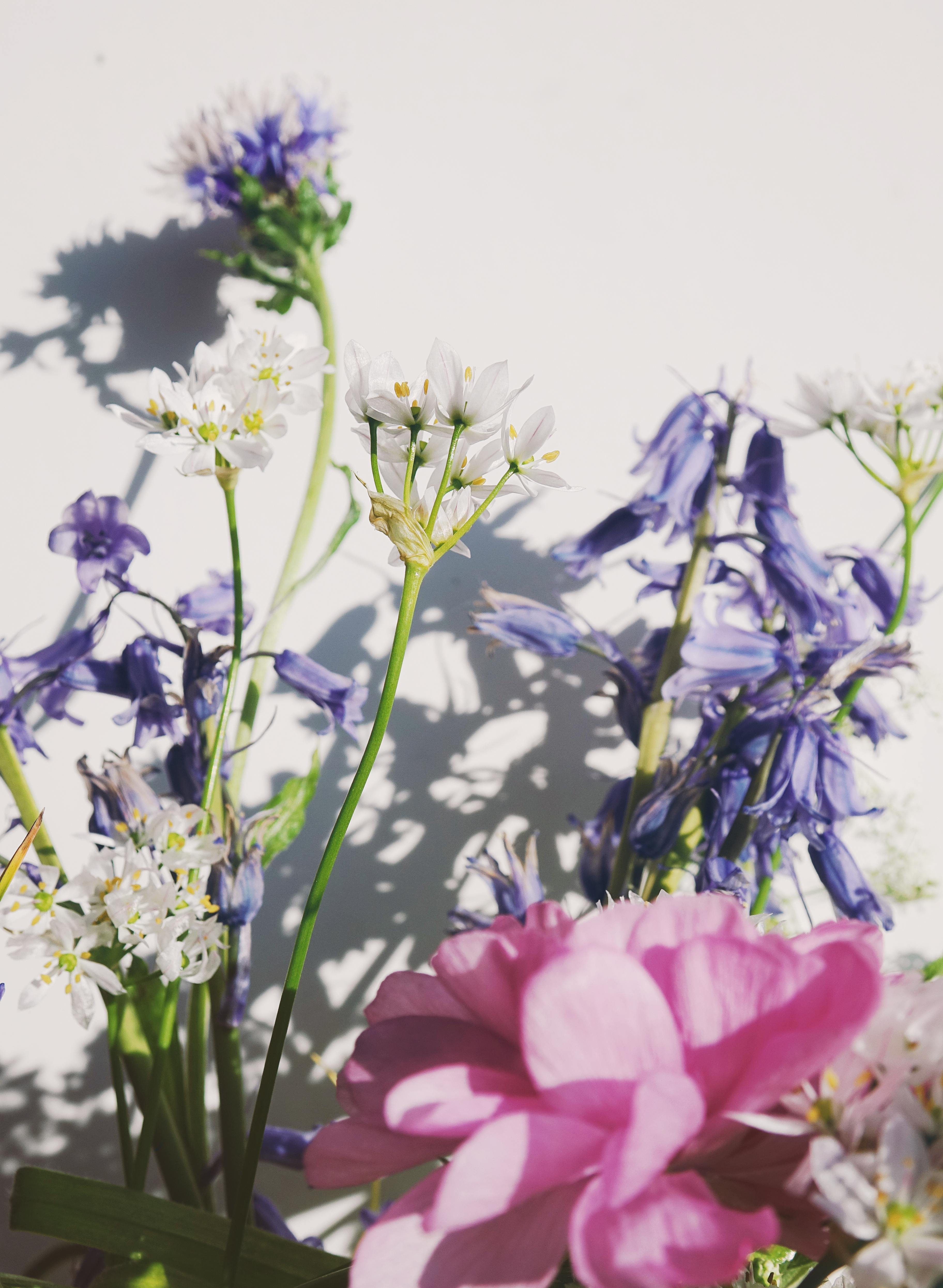 Flowers in Bloom · Free Stock Photo