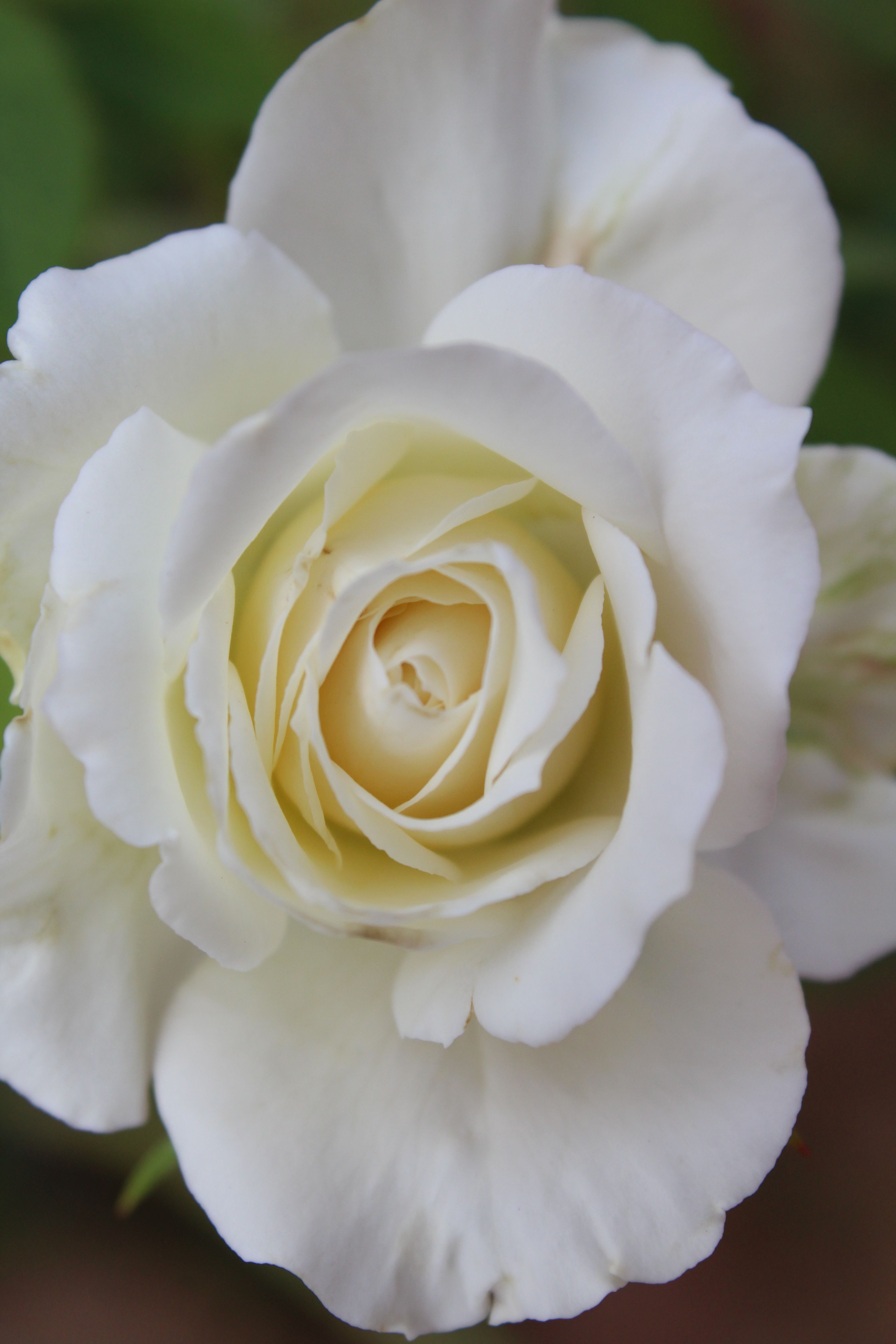 A Close-up Shot of a White Rose in Bloom · Free Stock Photo