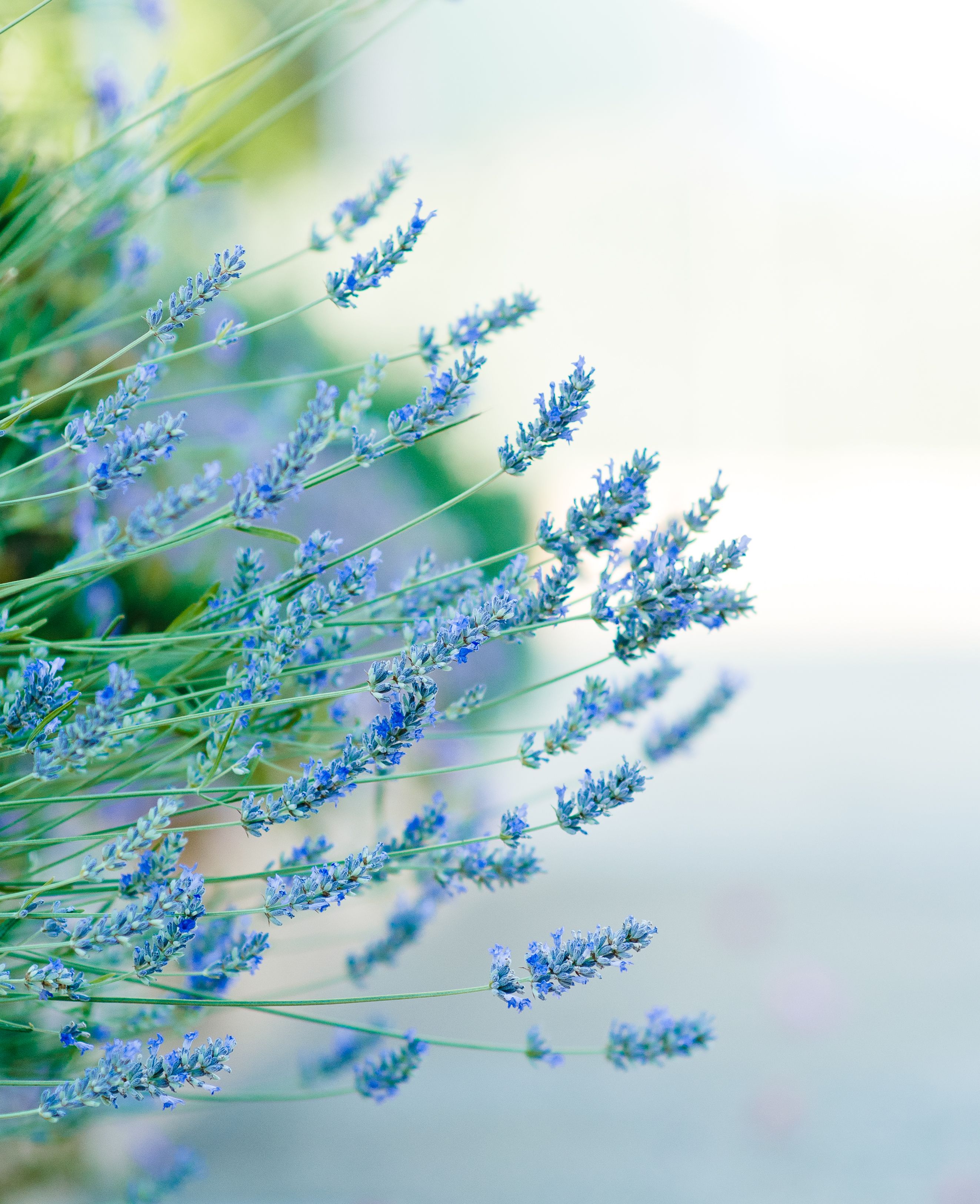 Blue Flowers in the Garden · Free Stock Photo