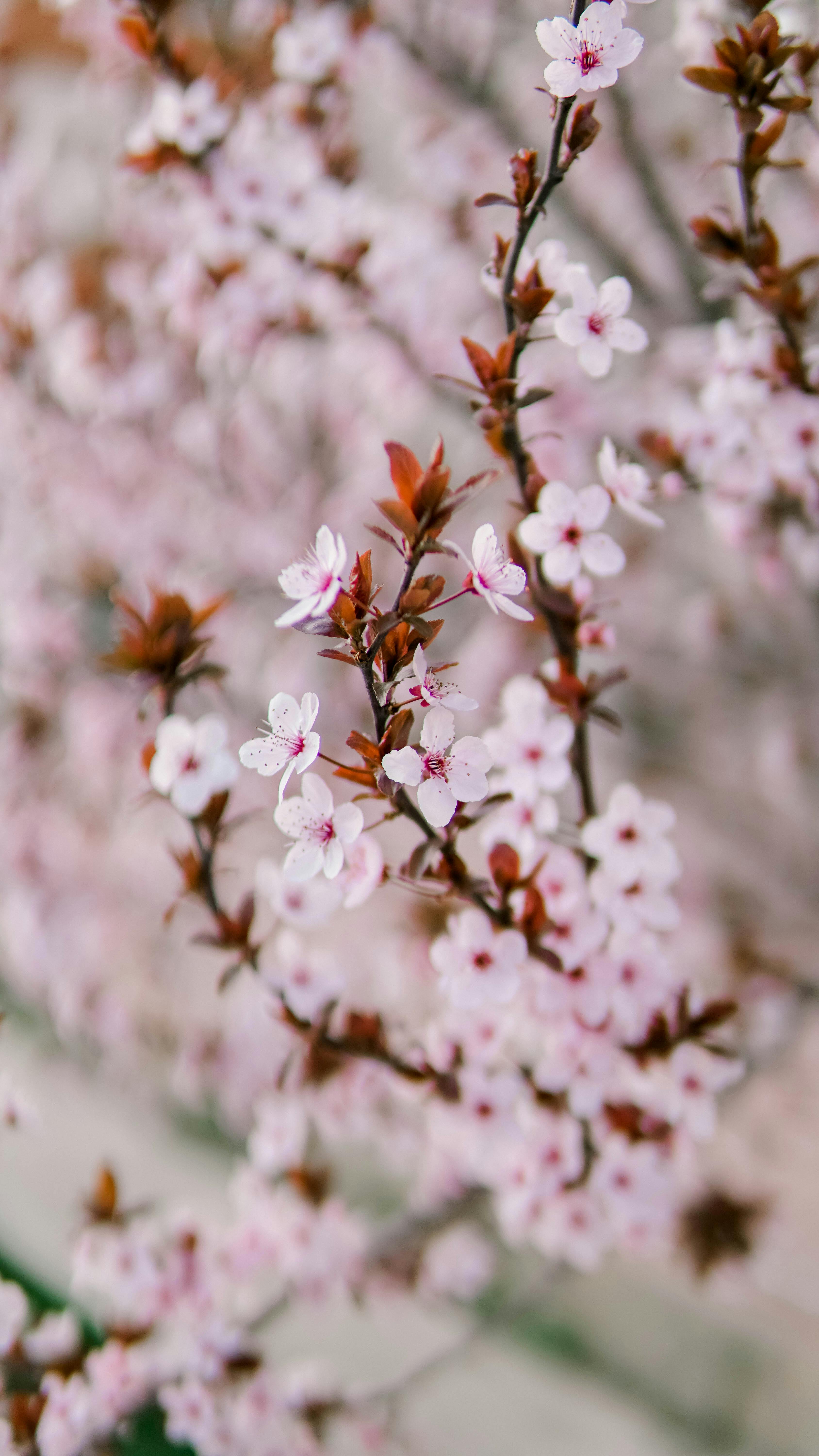 Close-Up Shot of Tree Branches · Free Stock Photo