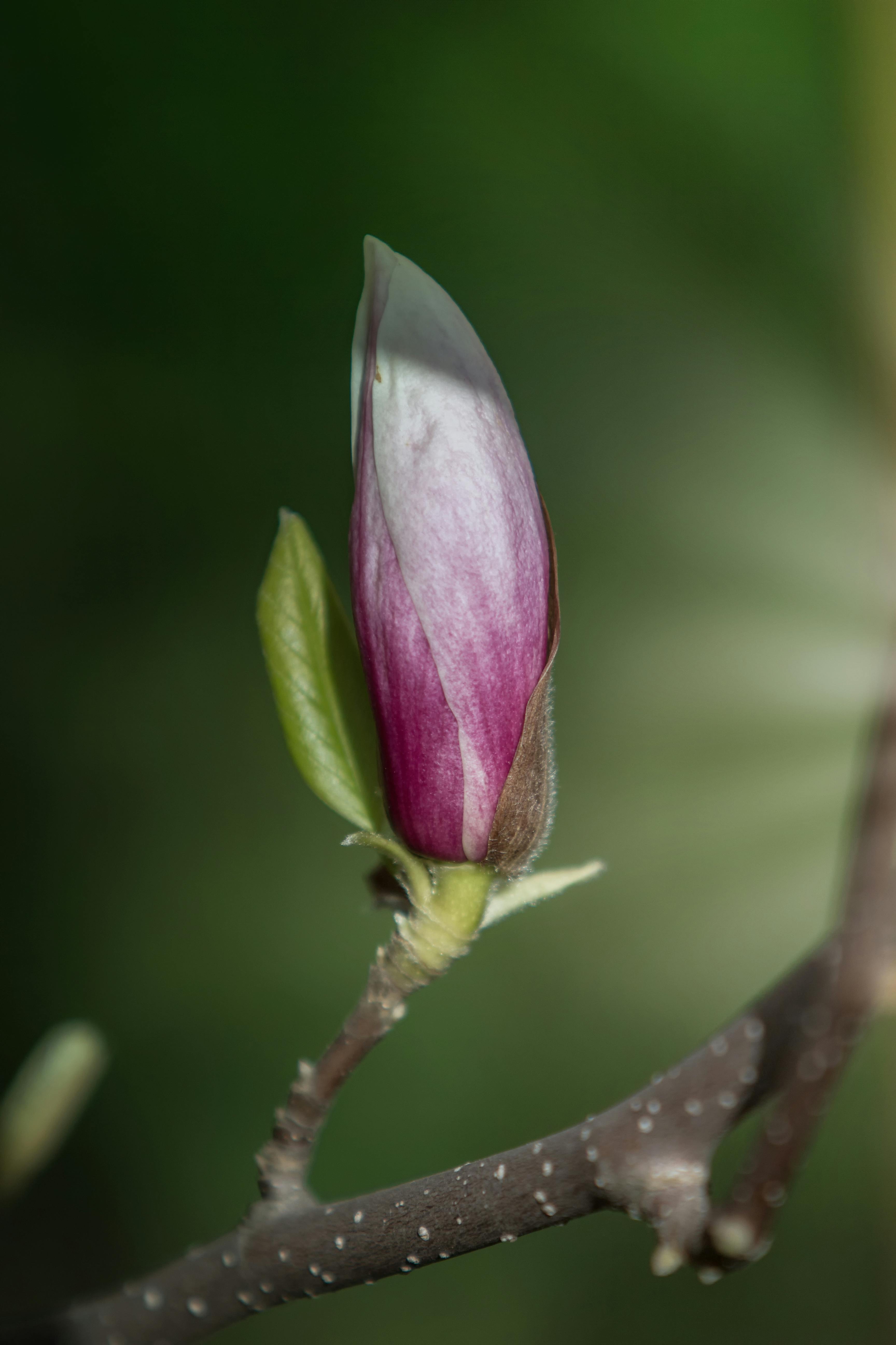 Green Flower Bud on Brown Tree Branch · Free Stock Photo