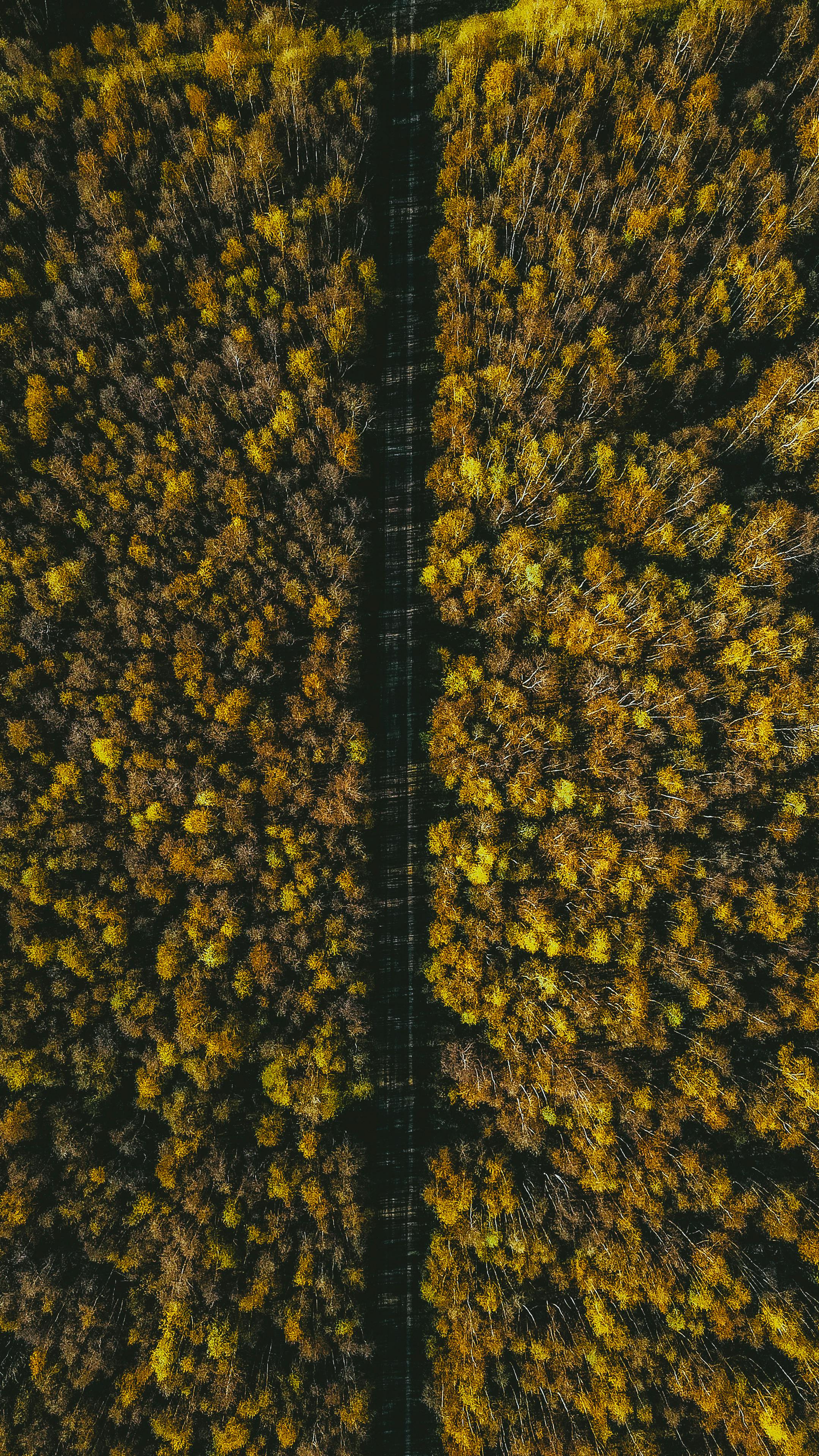 Road in Between Yellow and Green Leaves of Trees · Free Stock Photo