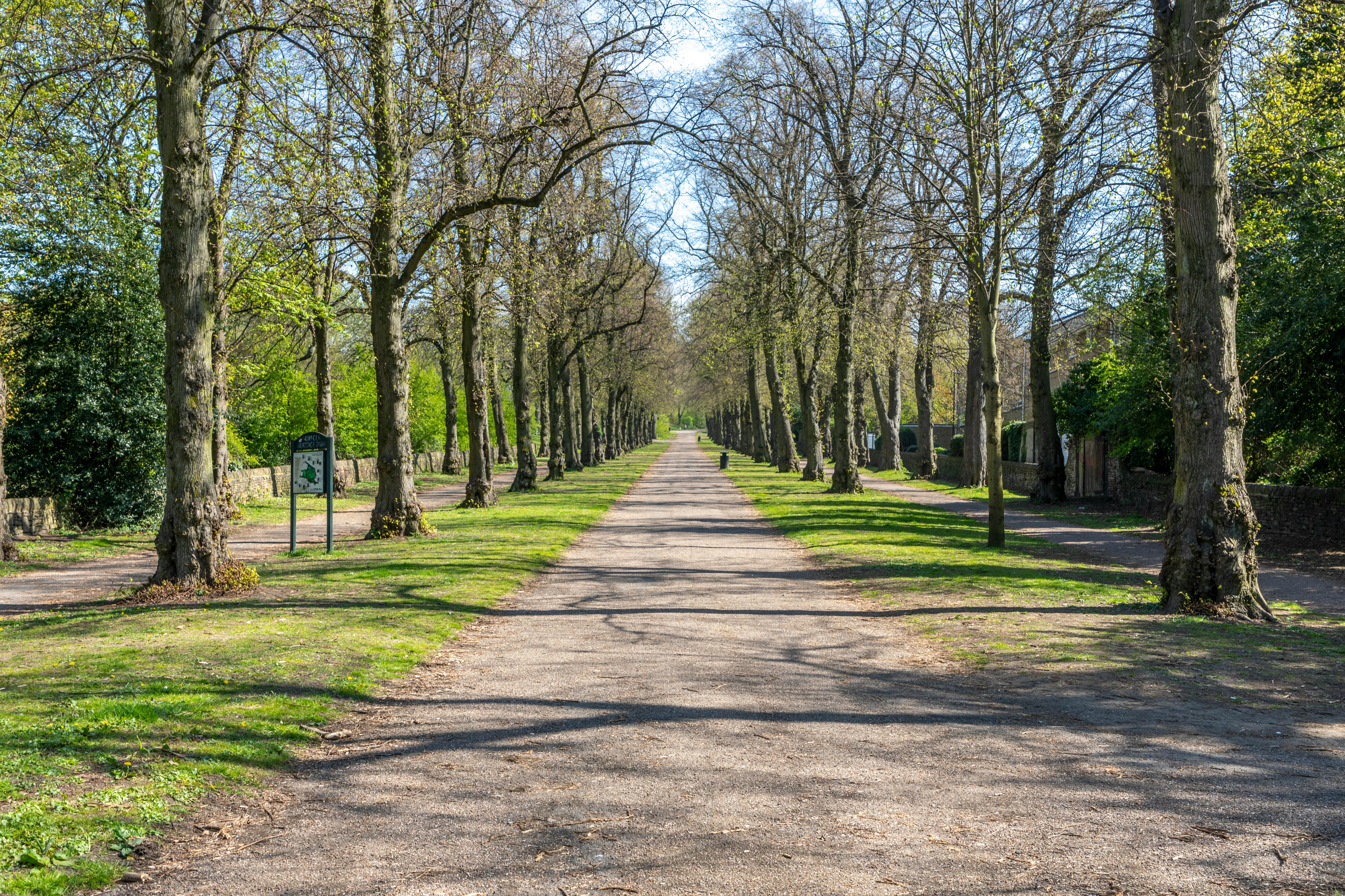 Photo of a Pathway Between Trees · Free Stock Photo