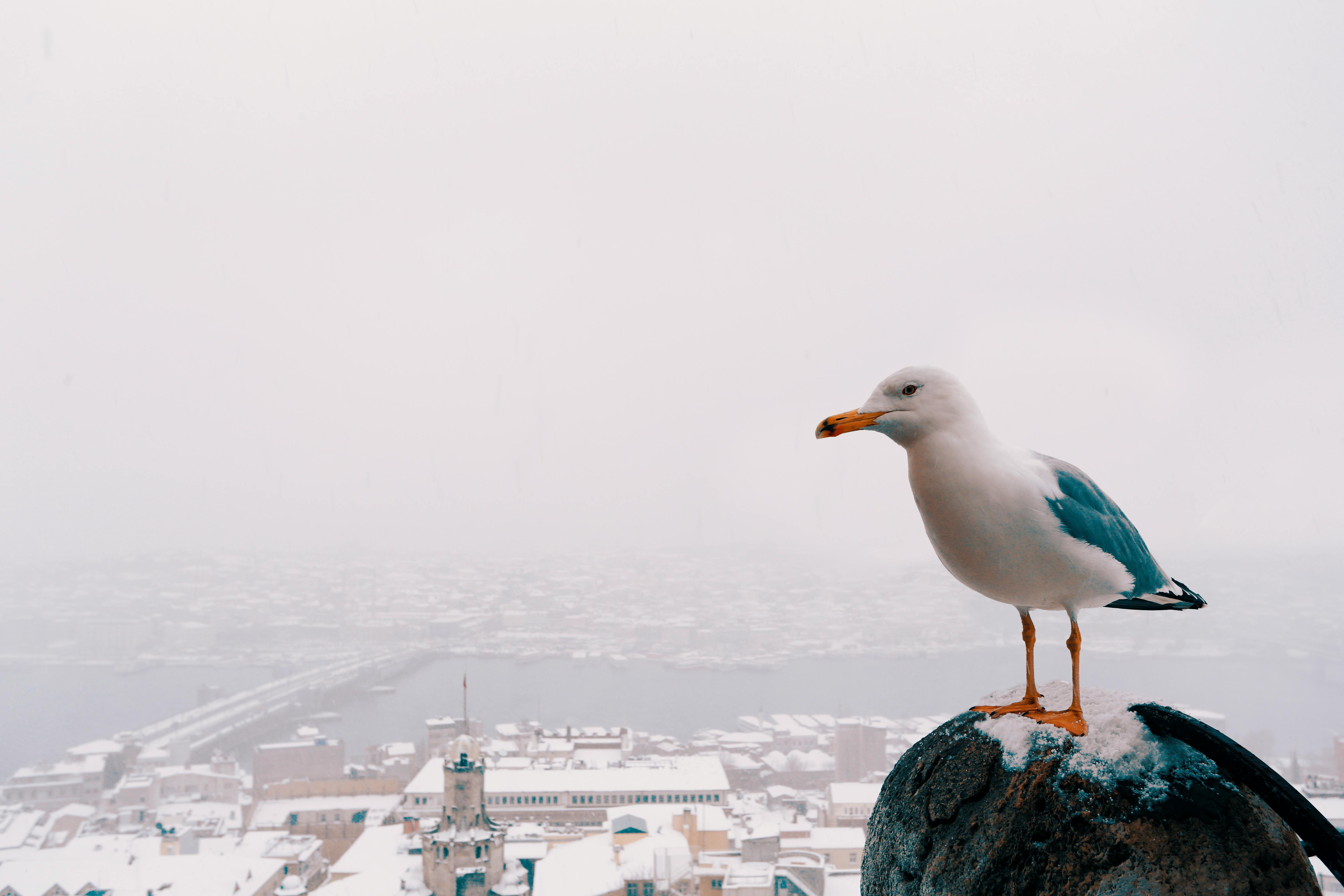 Seagull in Winter · Free Stock Photo