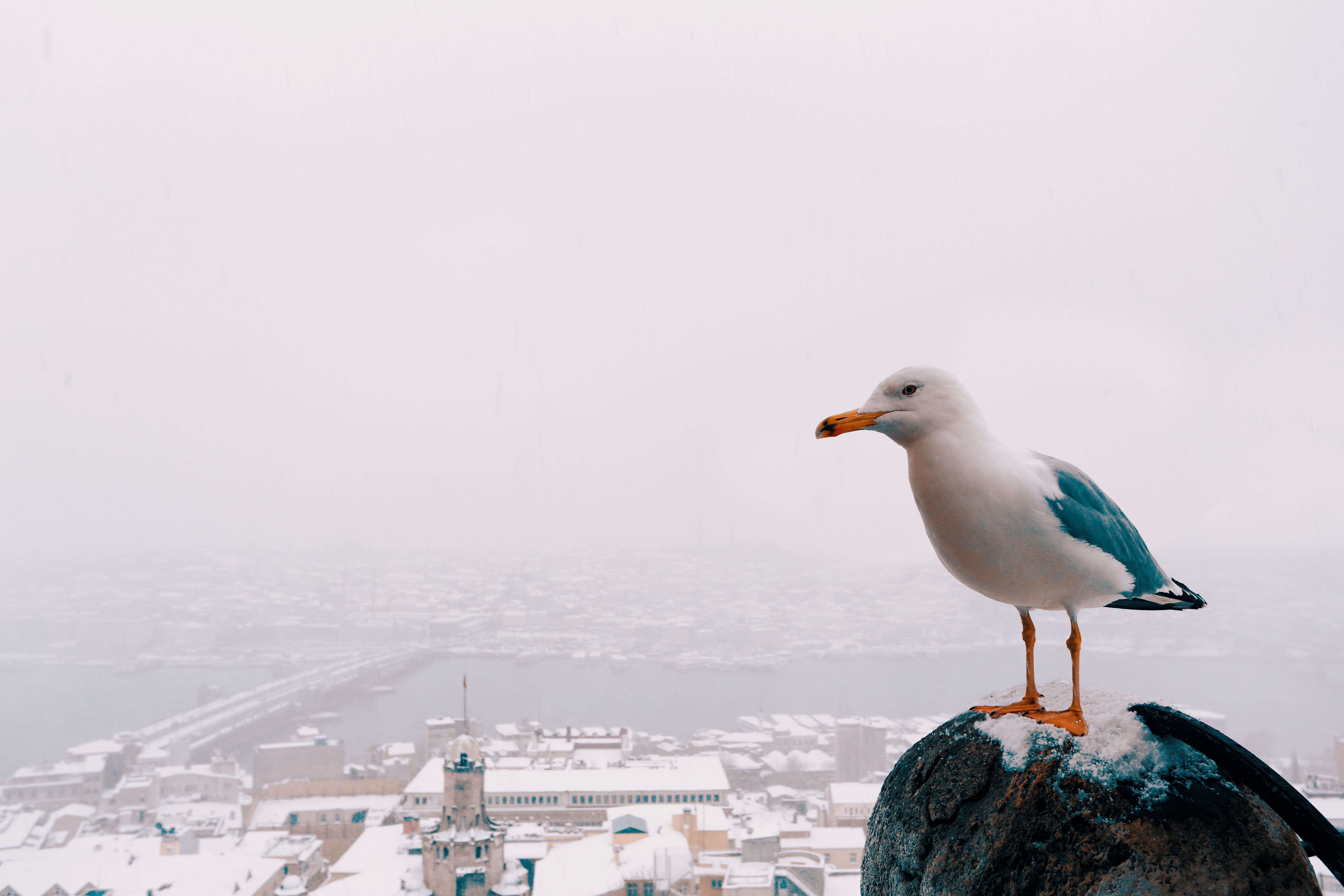 Animal Winter Wallpaper Photos, Download The BEST Free Animal Winter ...