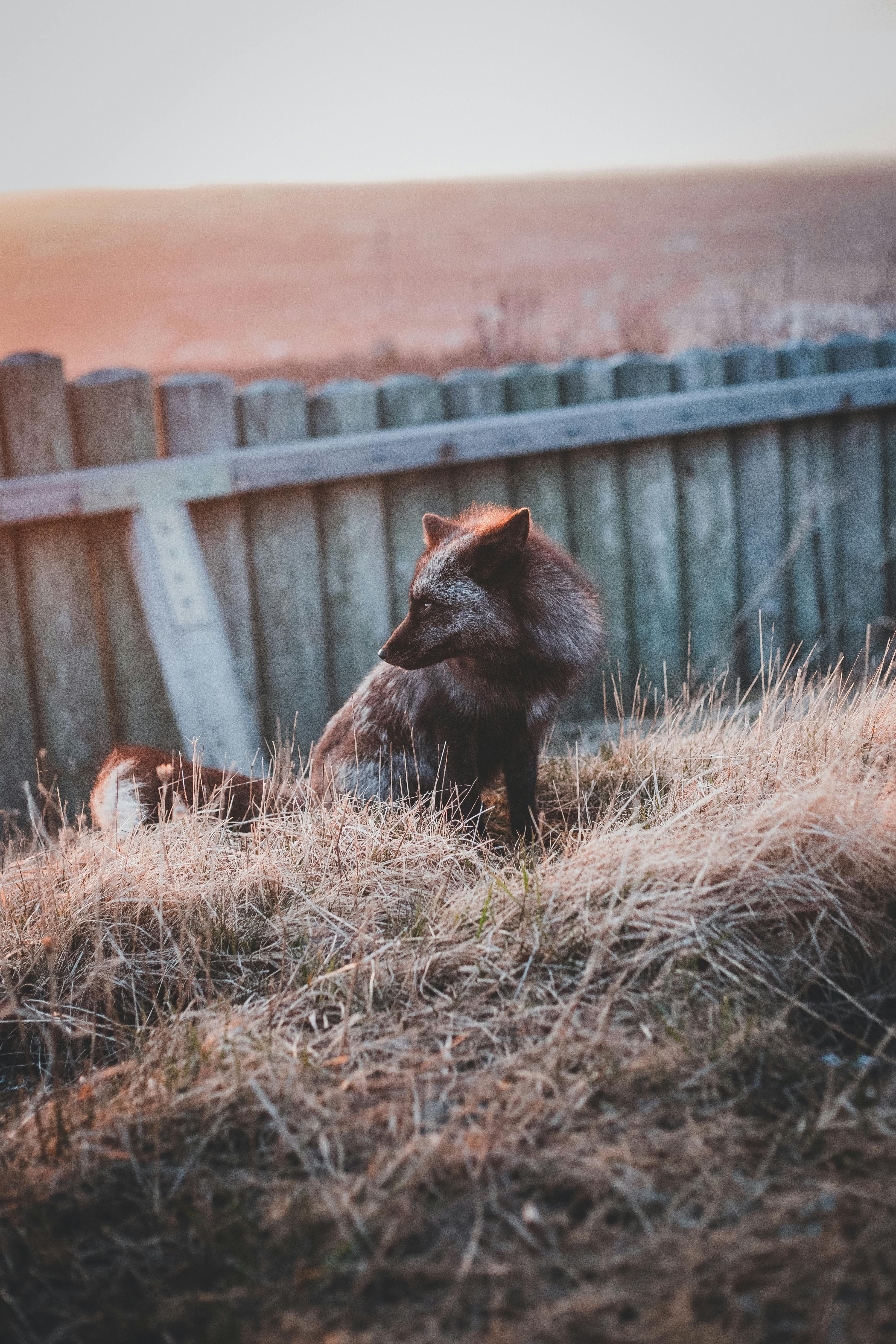 A Silver Fox Sitting on Dry Grass Near a Fence · Free Stock Photo