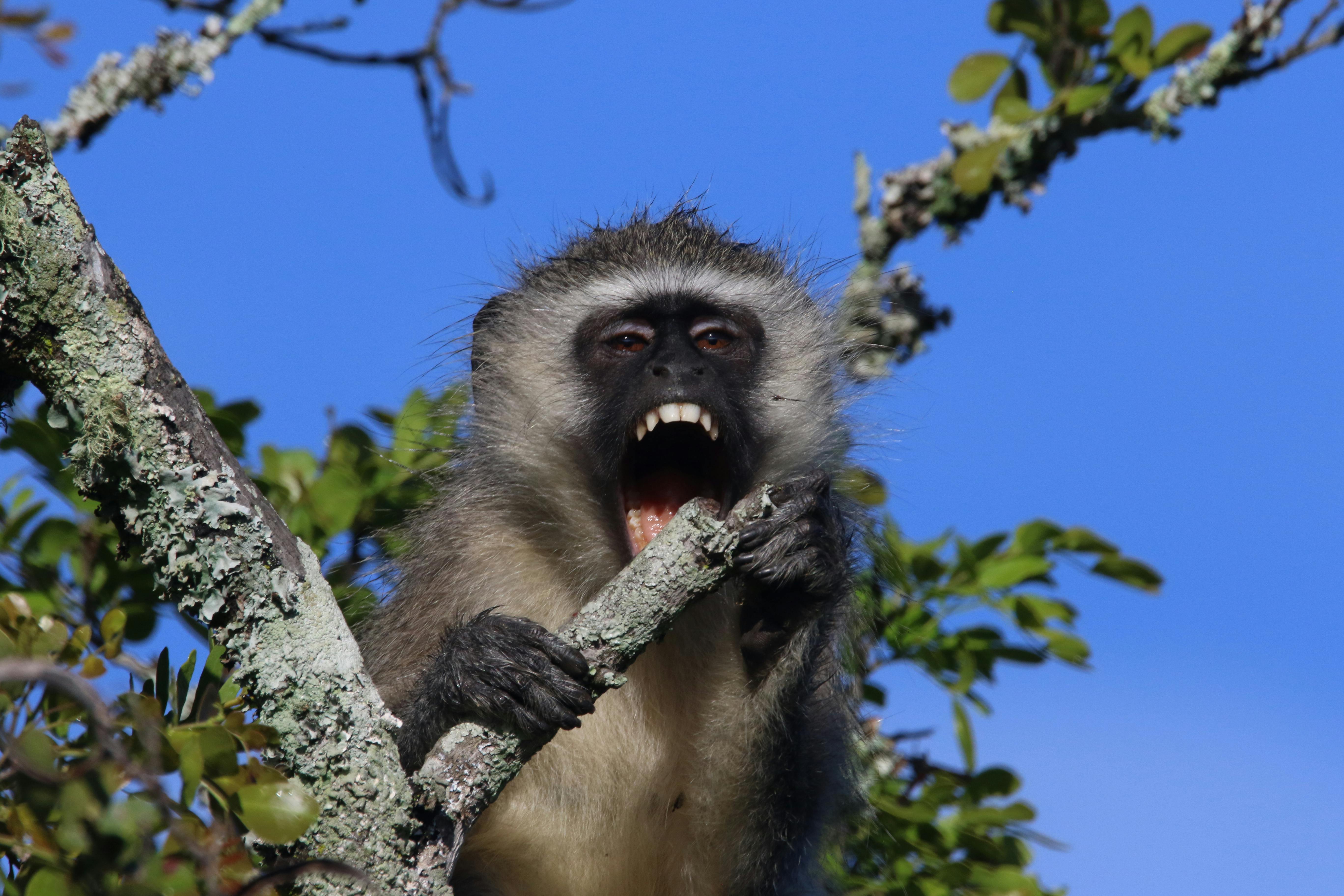Free stock photo of animal, ape, blue sky