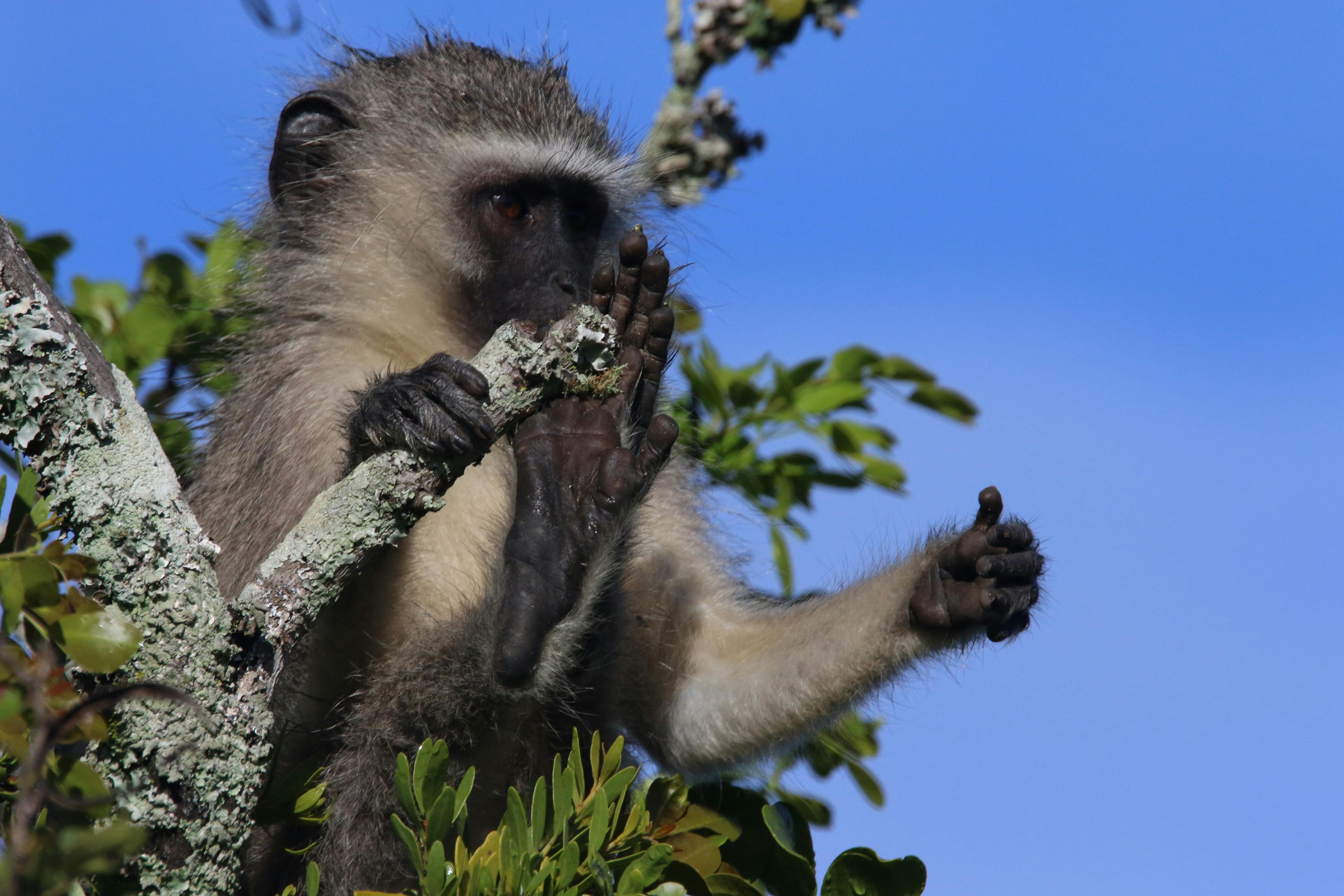 Free stock photo of animal, ape, blue sky