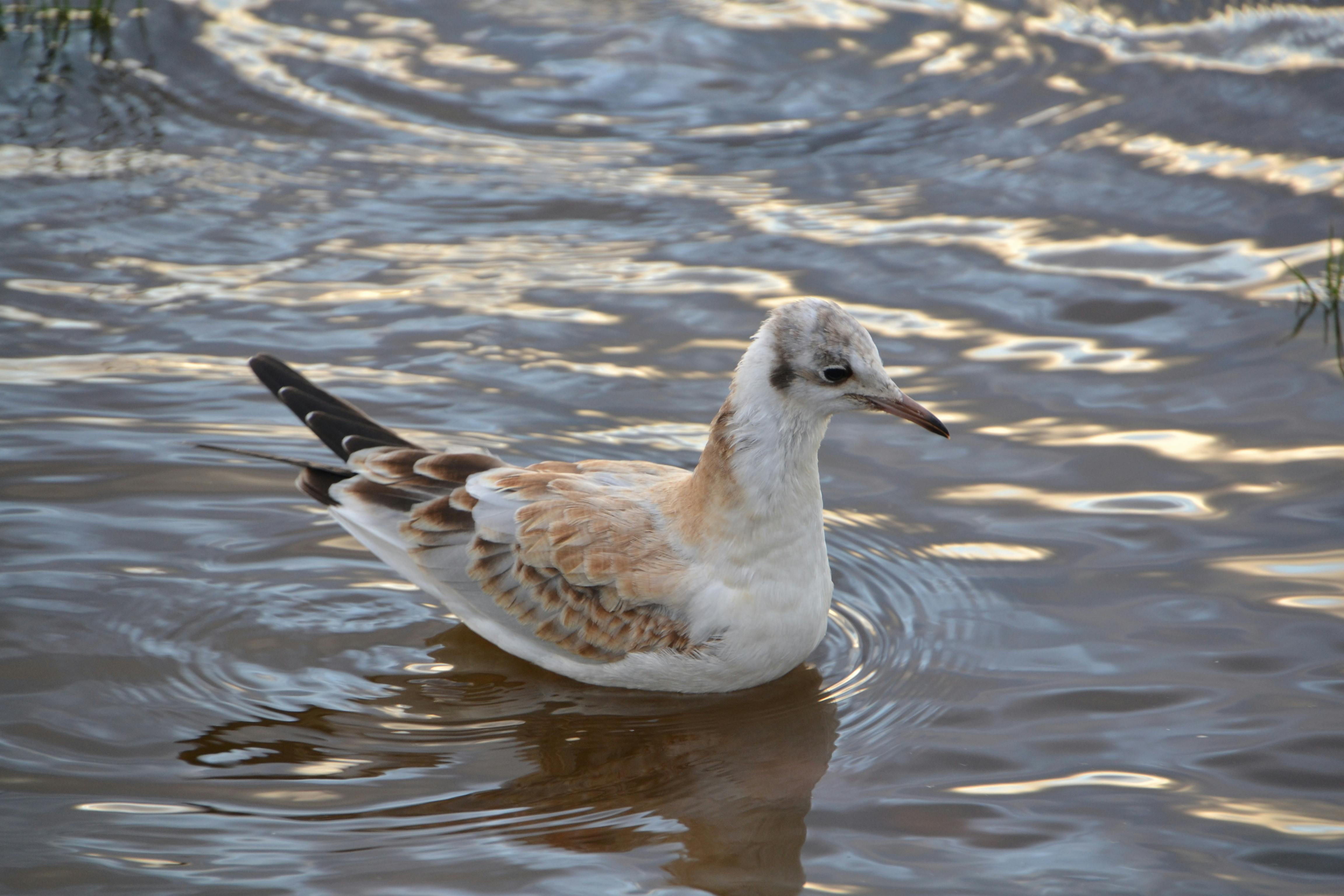 Photo of a Towhee Bird on a Rock · Free Stock Photo