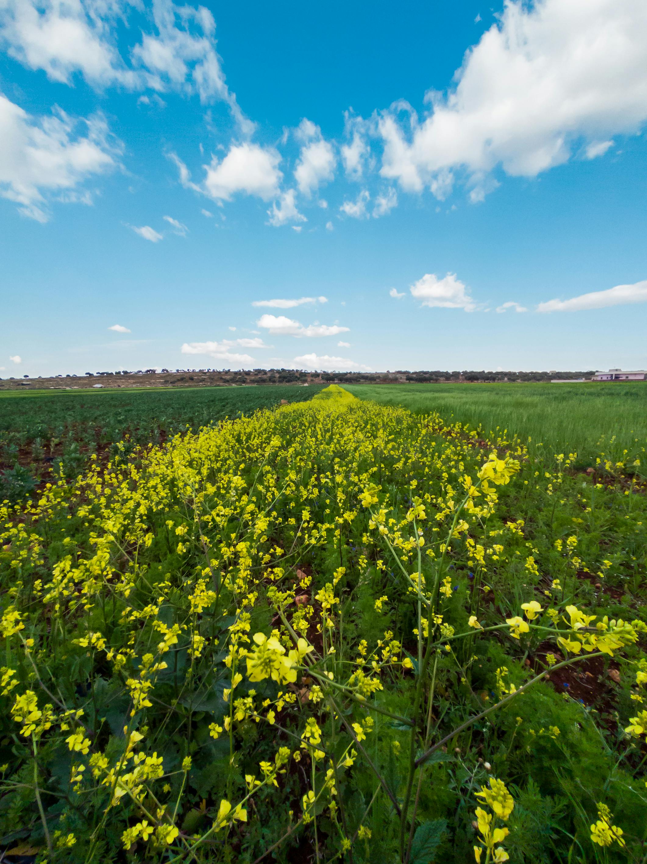Abdullah Rasheed - 사진