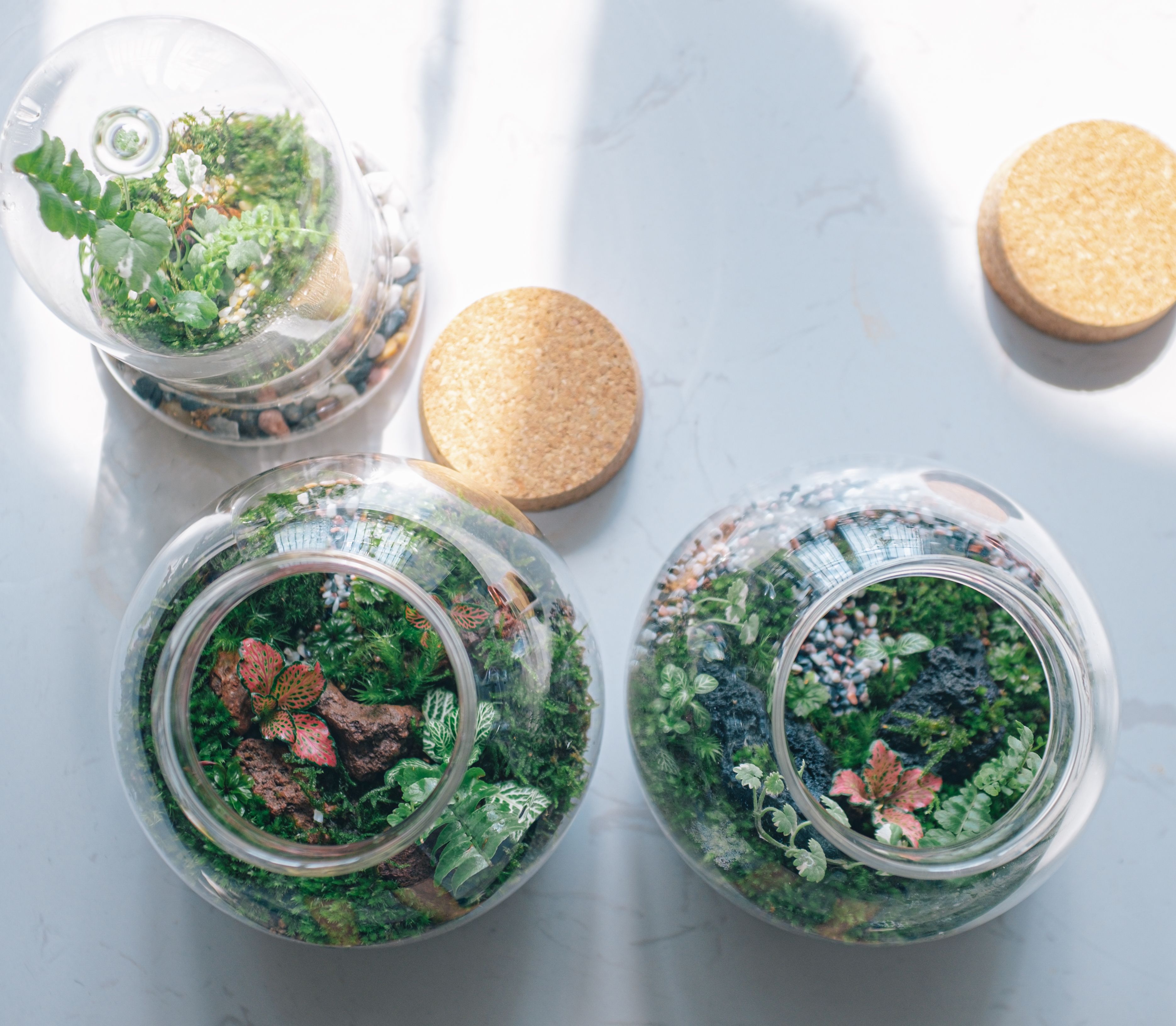 Clear Glass Terrarium Jar With Mossy Plants Free Stock Photo