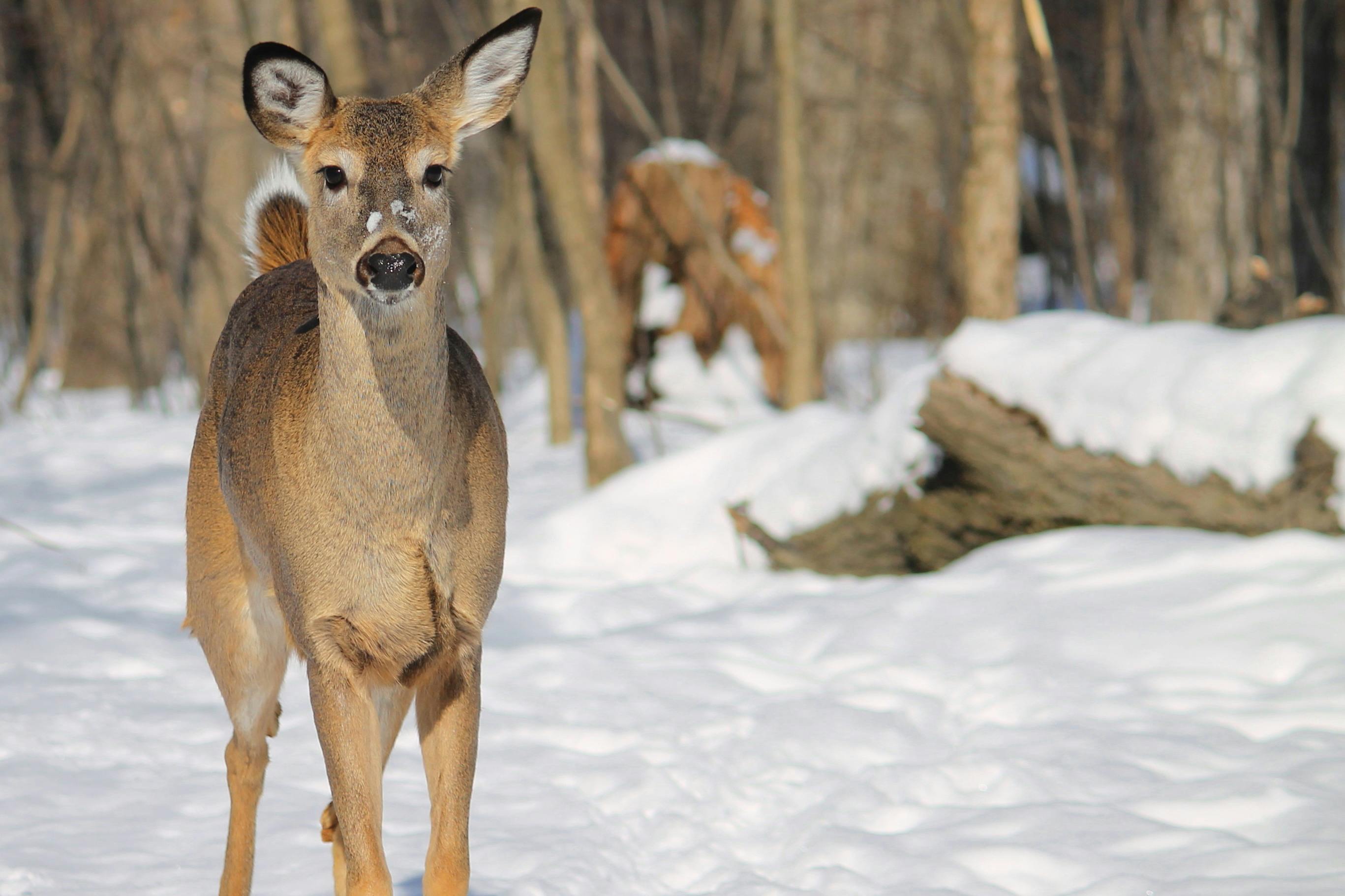 Free stock photo of deer winter nature