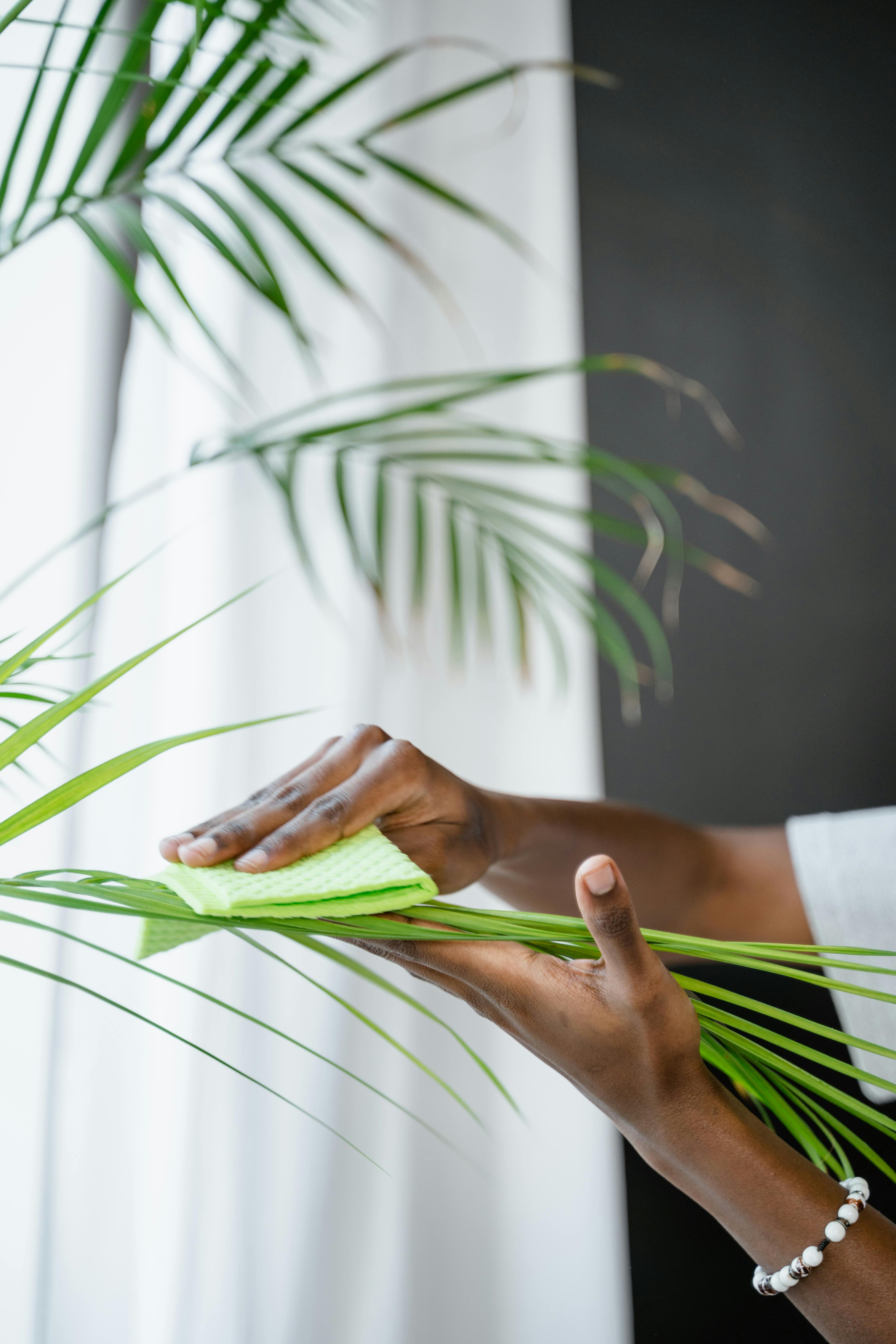 Person cleaning Leaves · Free Stock Photo