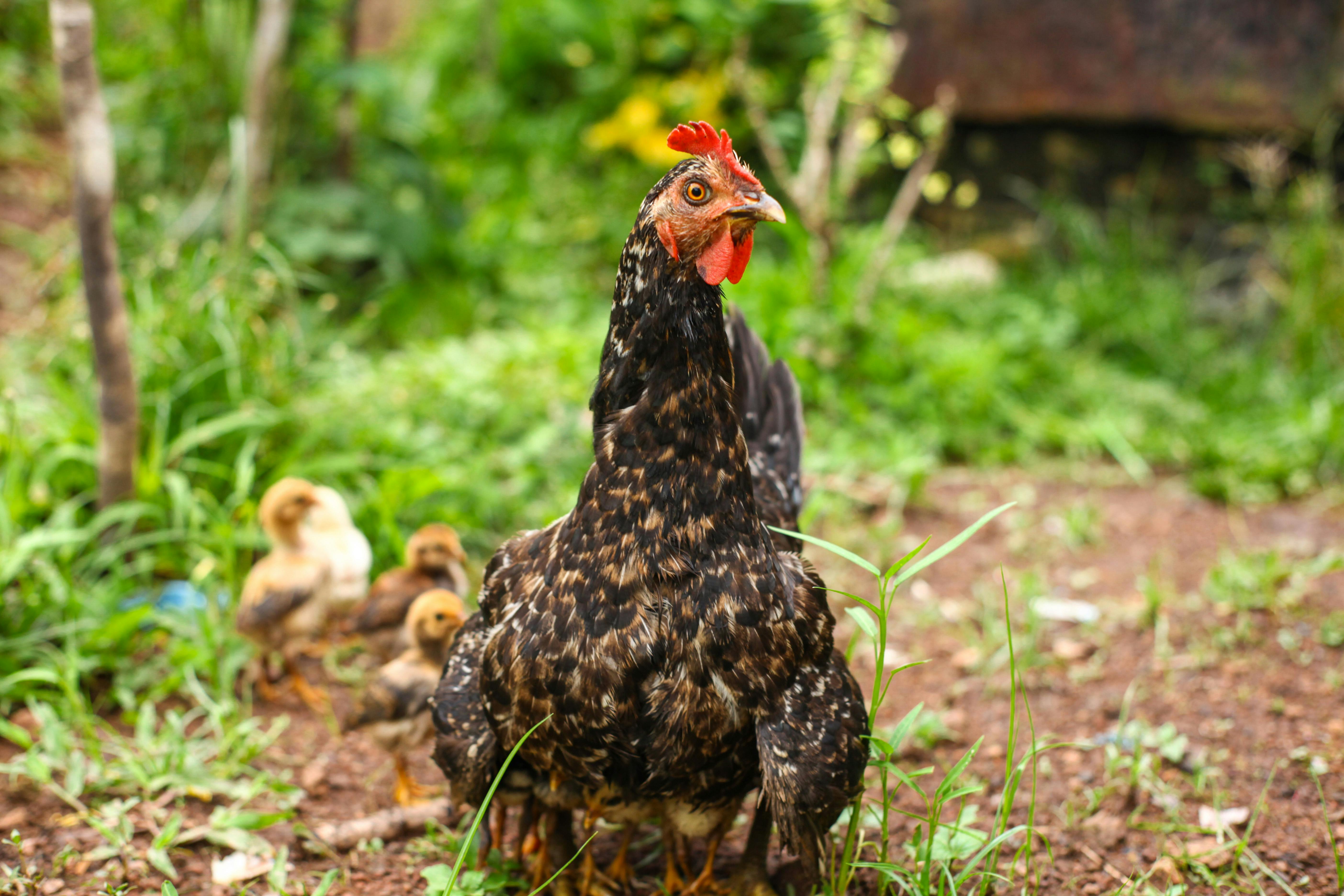 Chinese hen near wicker baskets on farm · Free Stock Photo