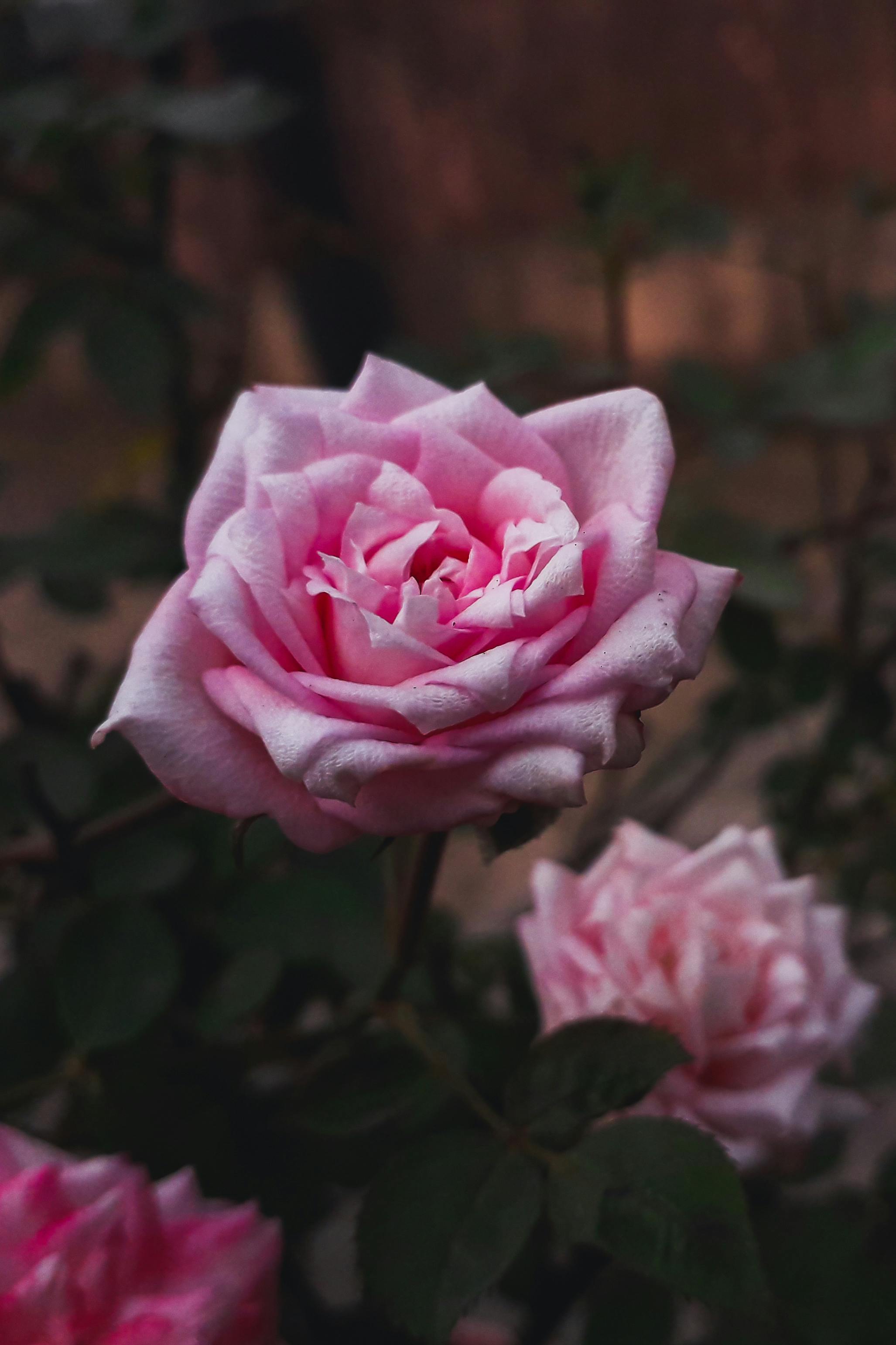 20,000+ Best Pink Rose Photos · 100% Free Download · Pexels Stock Photos