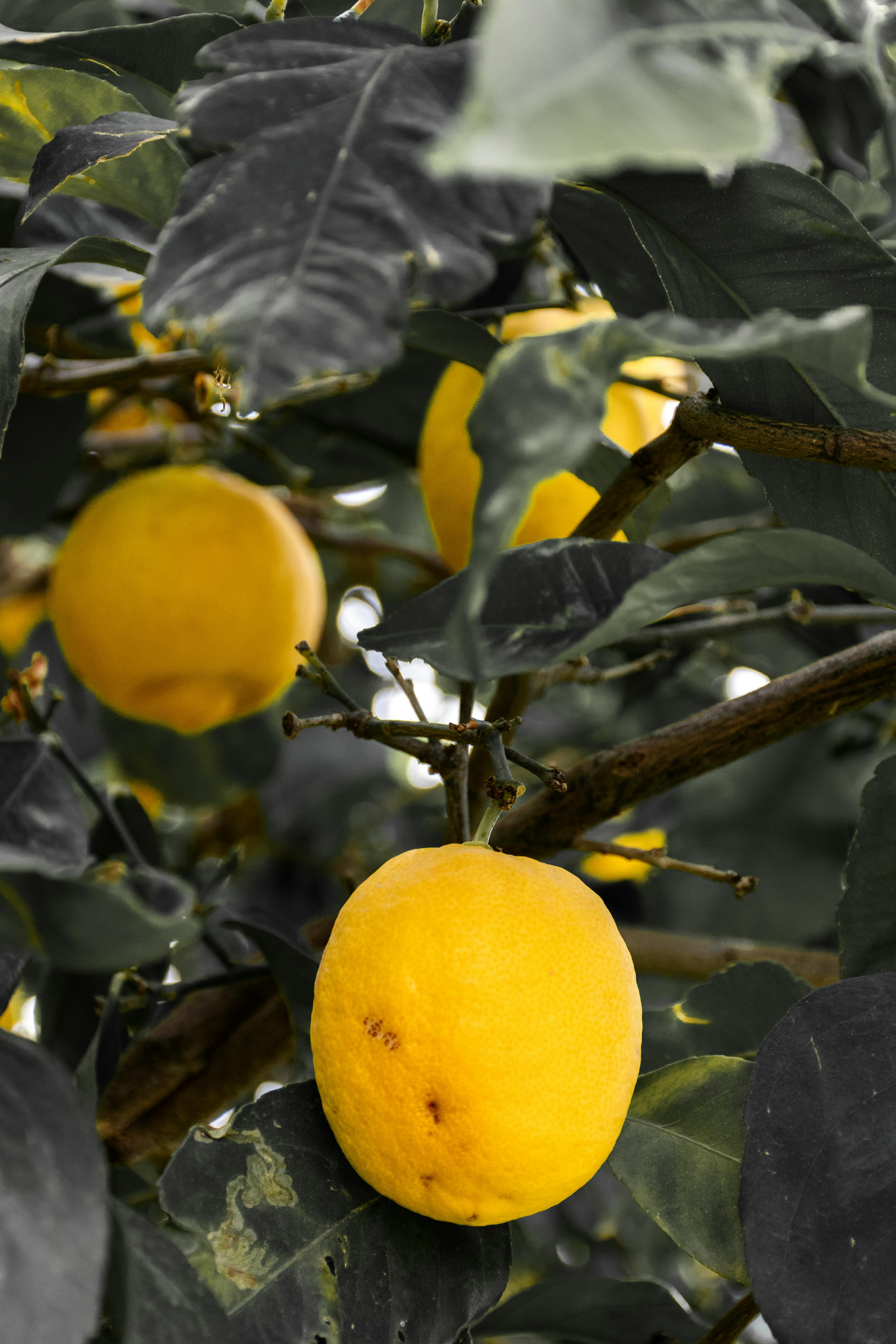 Yellow Lemon Fruit on Tree · Free Stock Photo