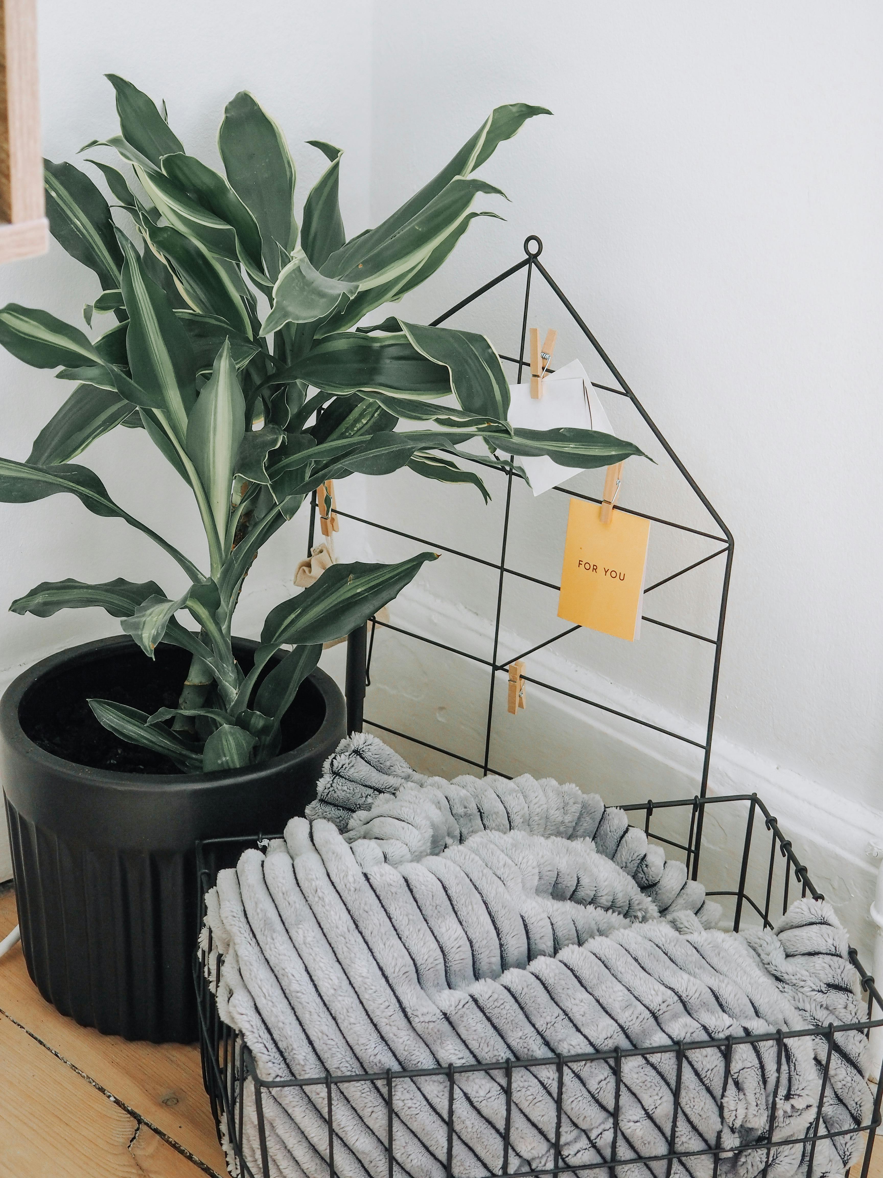 100,000+ Best House Plant Photos · 100% Free Download · Pexels Stock Photos