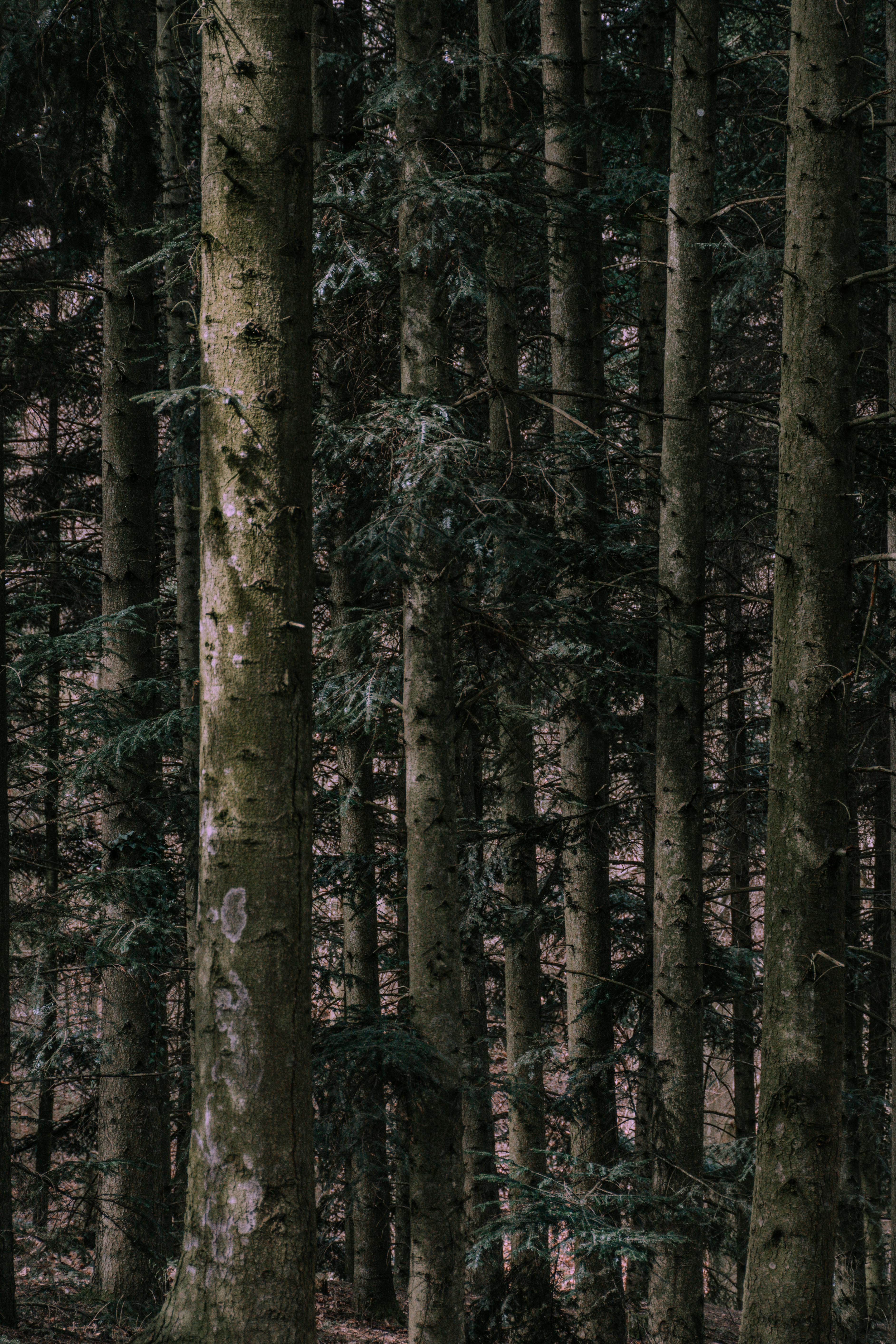 Tall Trees in the Forest · Free Stock Photo