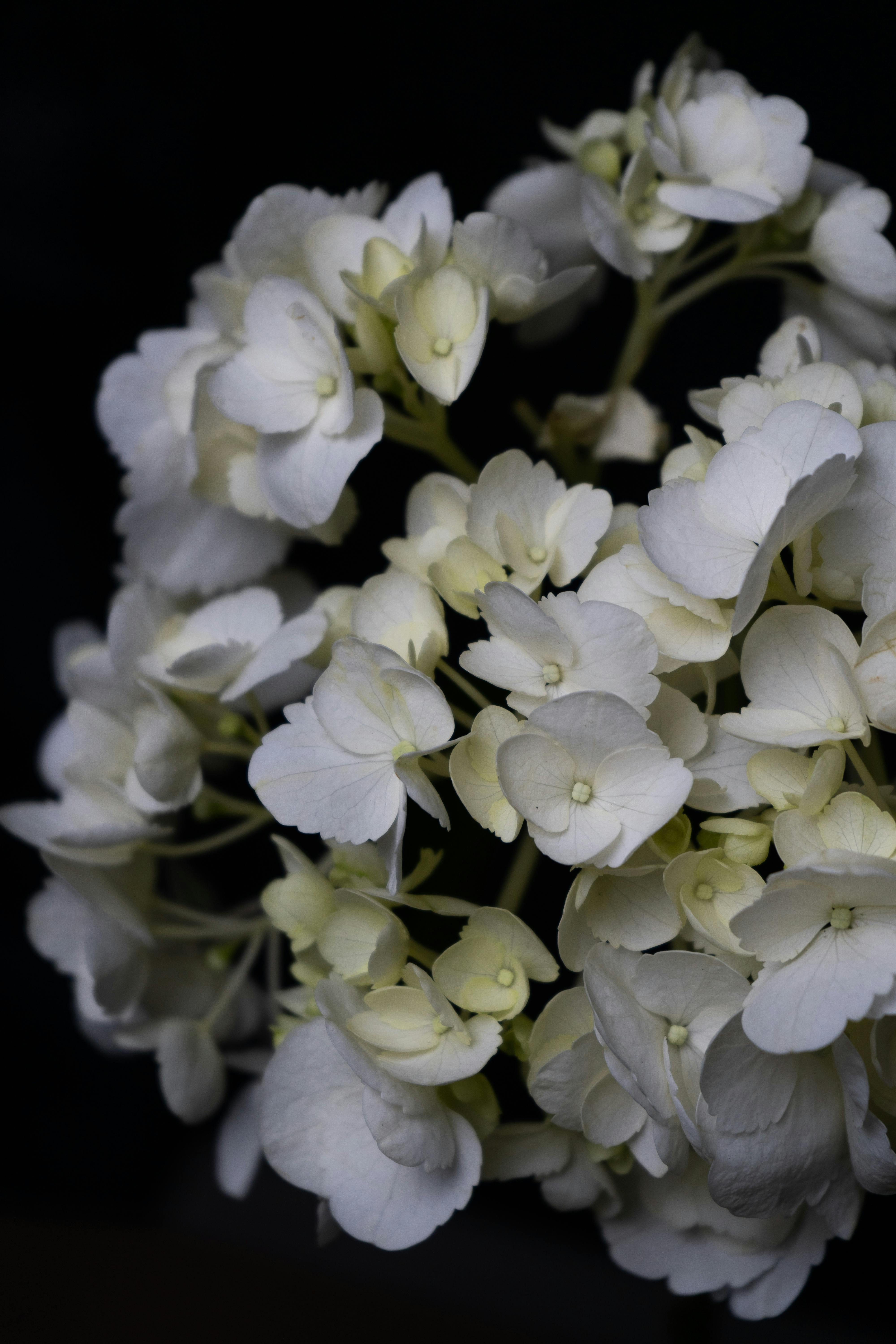 Blooming Hydrangea with gentle flowers on black background · Free Stock ...