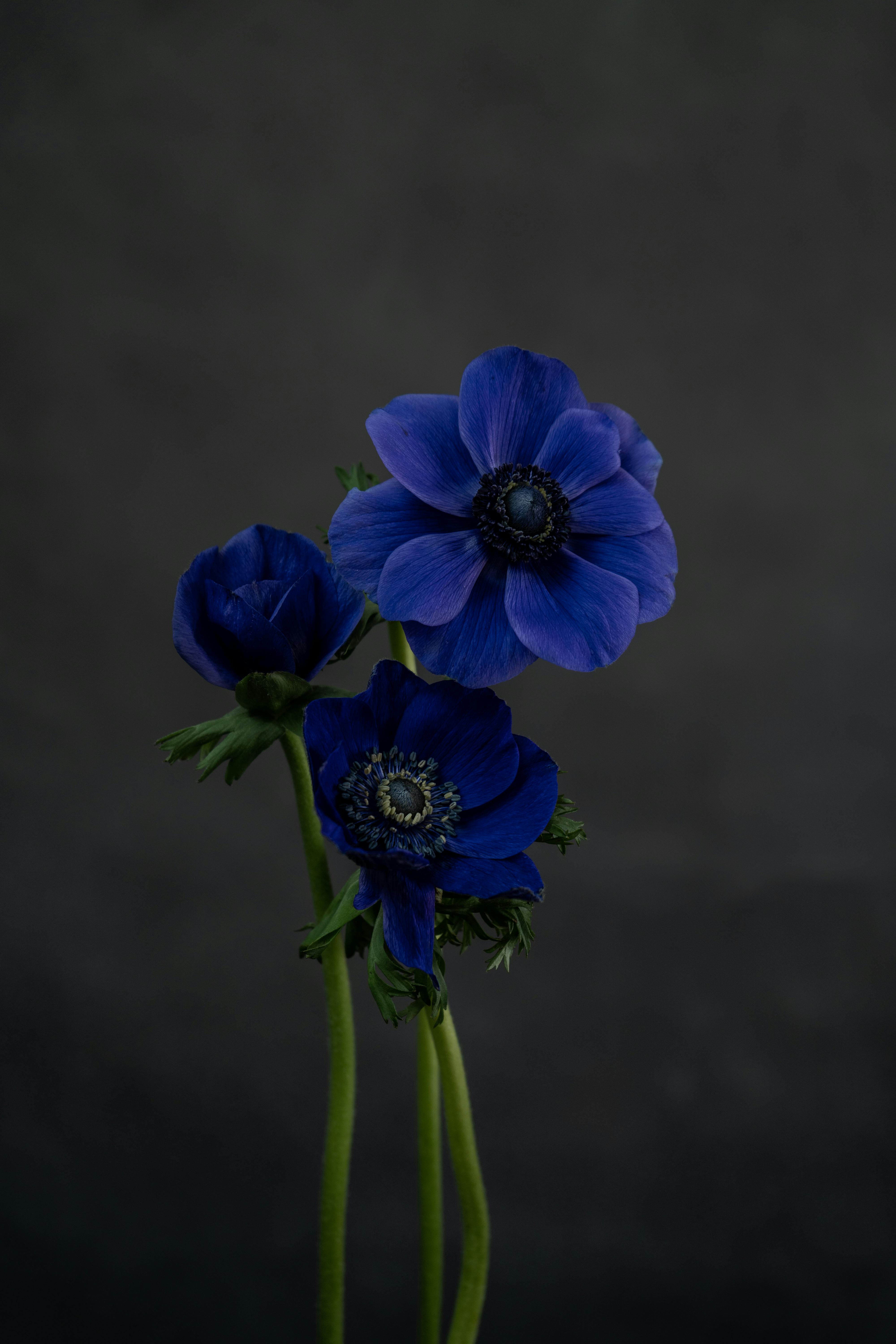 Close Up Photo of Anemone Flower · Free Stock Photo