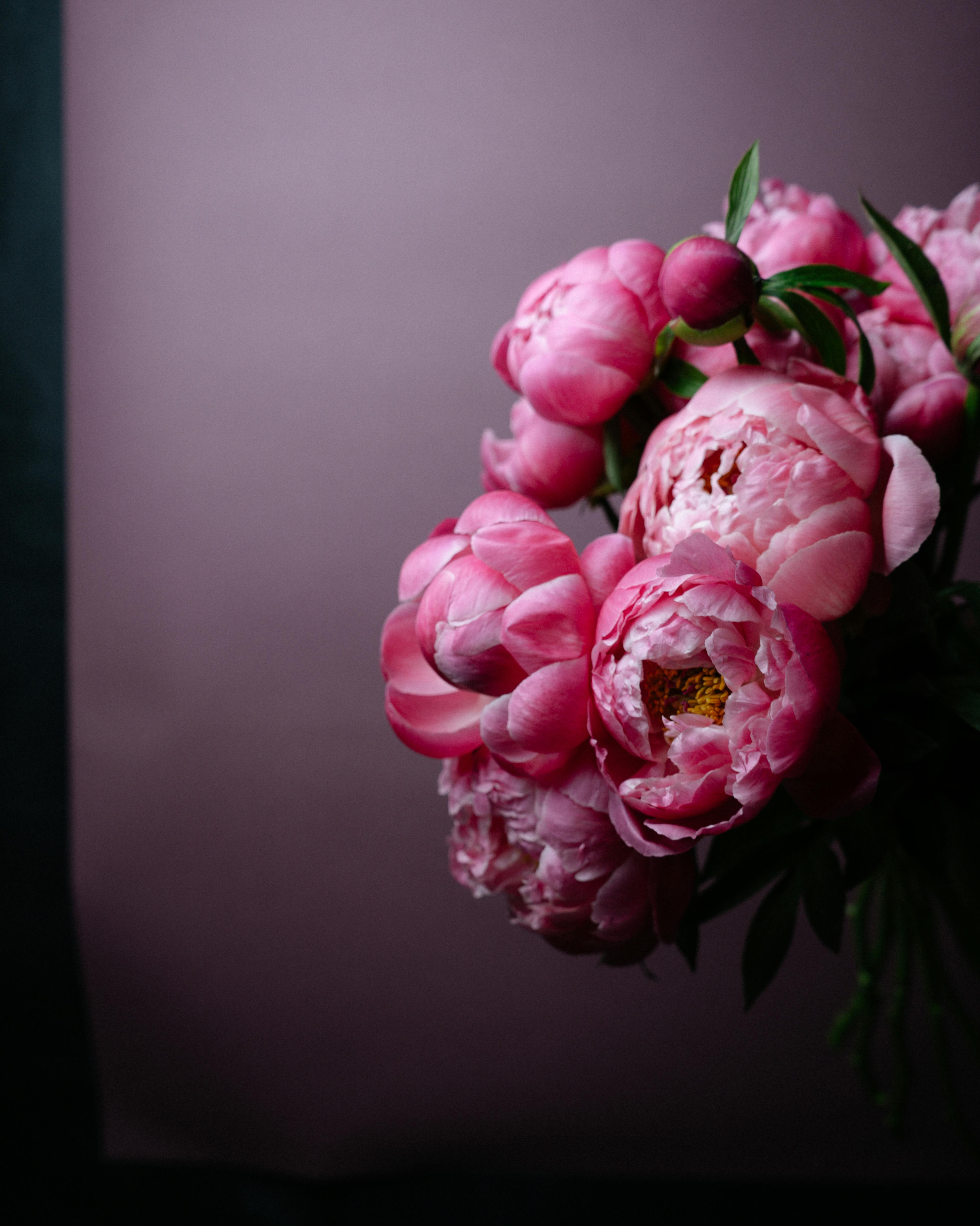 Close Up Photo of Peony Flowers · Free Stock Photo