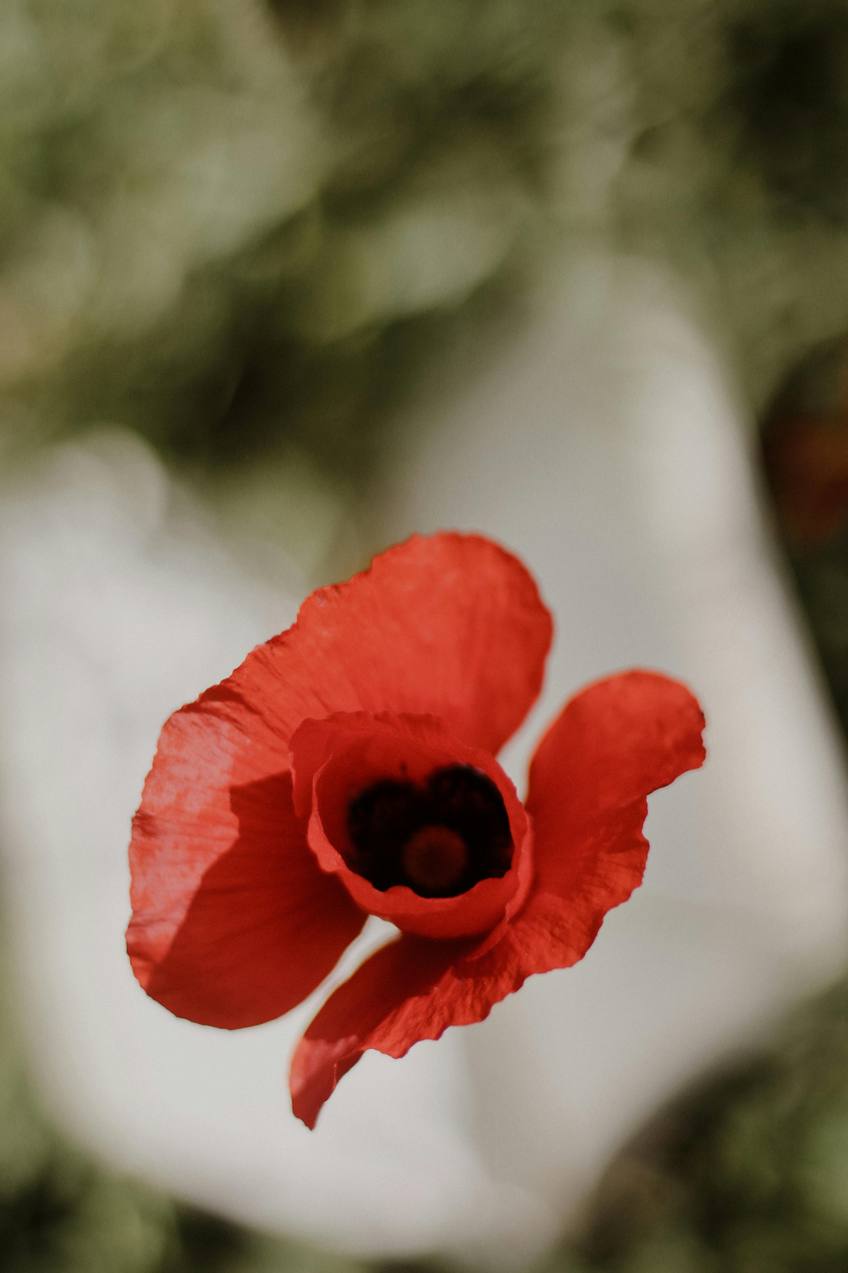Single Poppy Photos, Download Free Single Poppy Stock Photos & HD Images