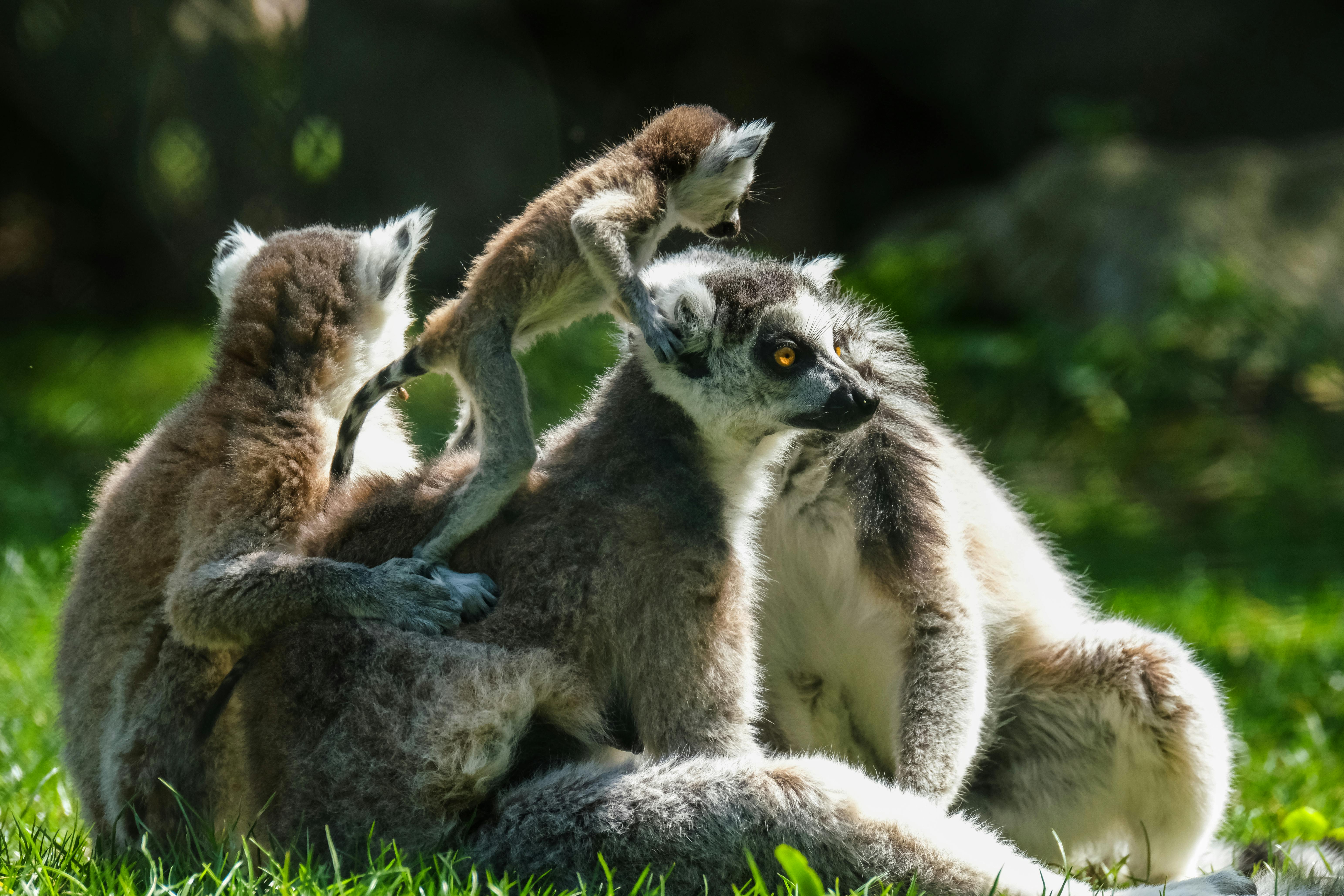 Close Up Photography of Lemur during Daytime · Free Stock Photo