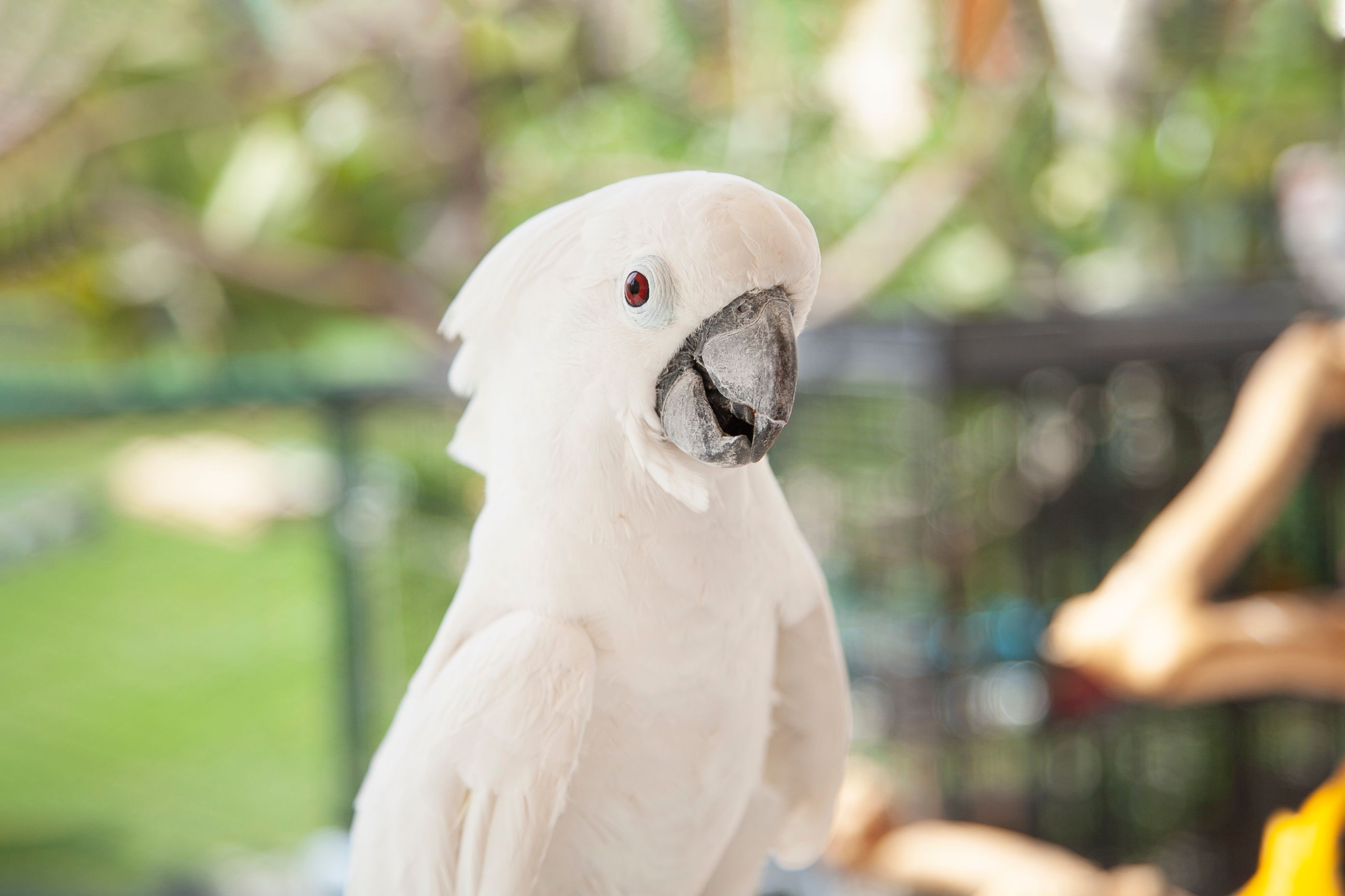 White Birds in Close Up Photography · Free Stock Photo