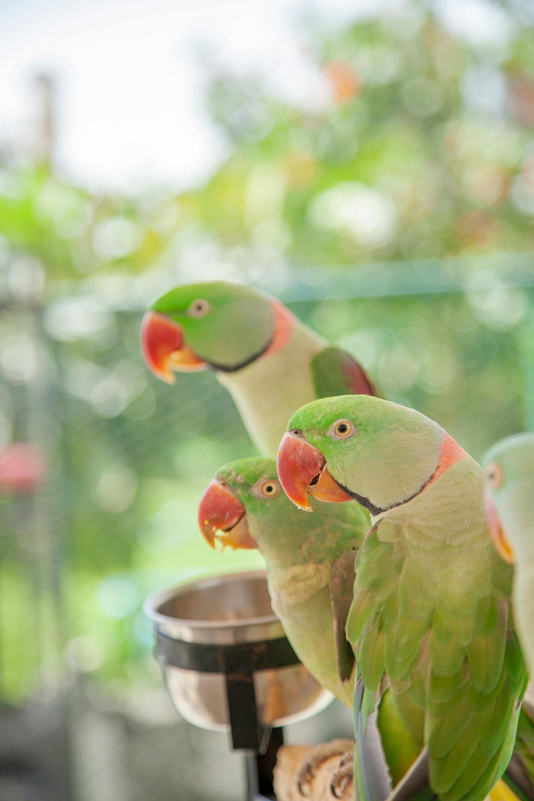 Selective Focus Photo of a Caged Orange and Yellow Baby Parrot Perched ...