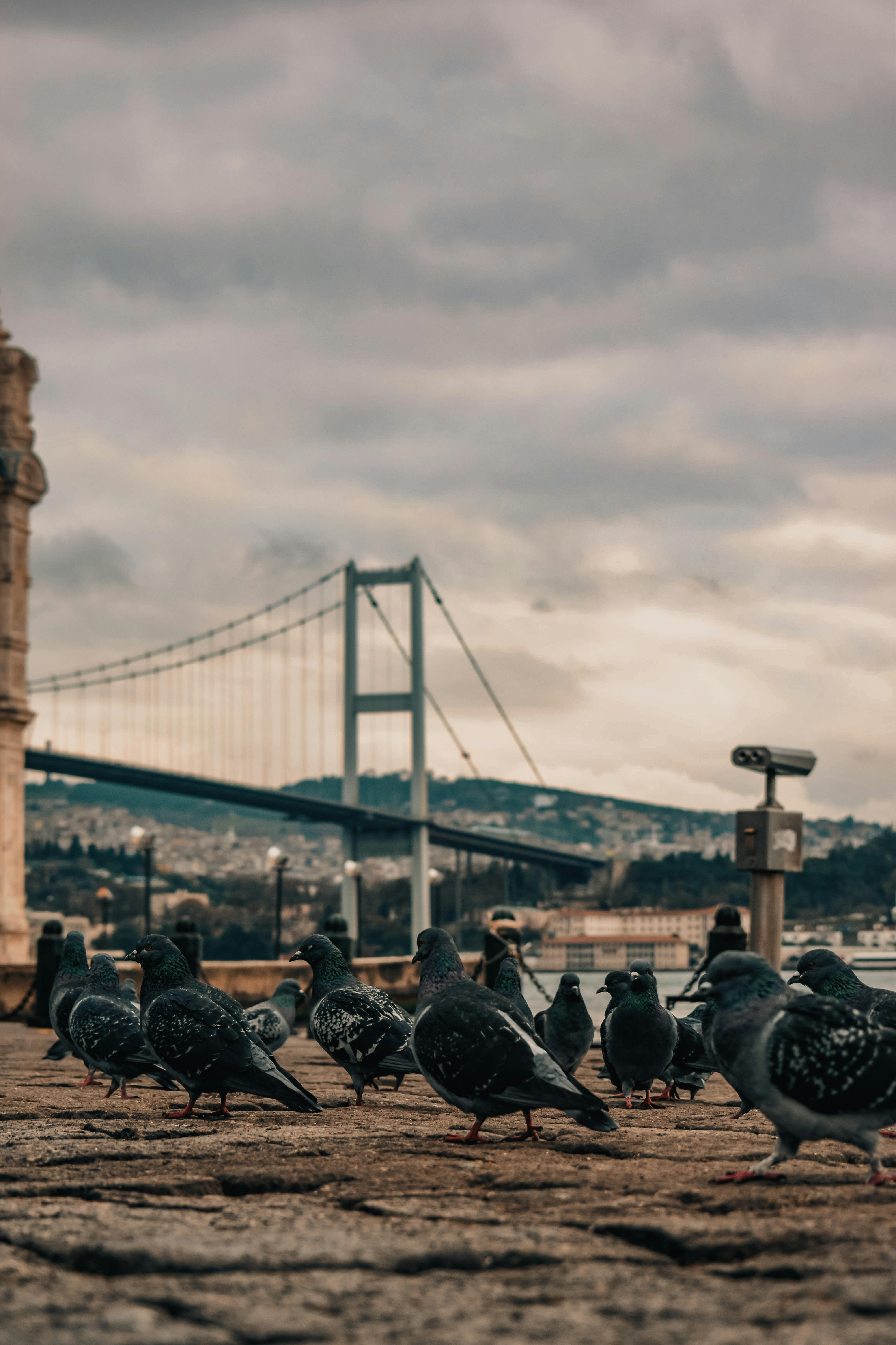 Pigeons on Bank near River · Free Stock Photo