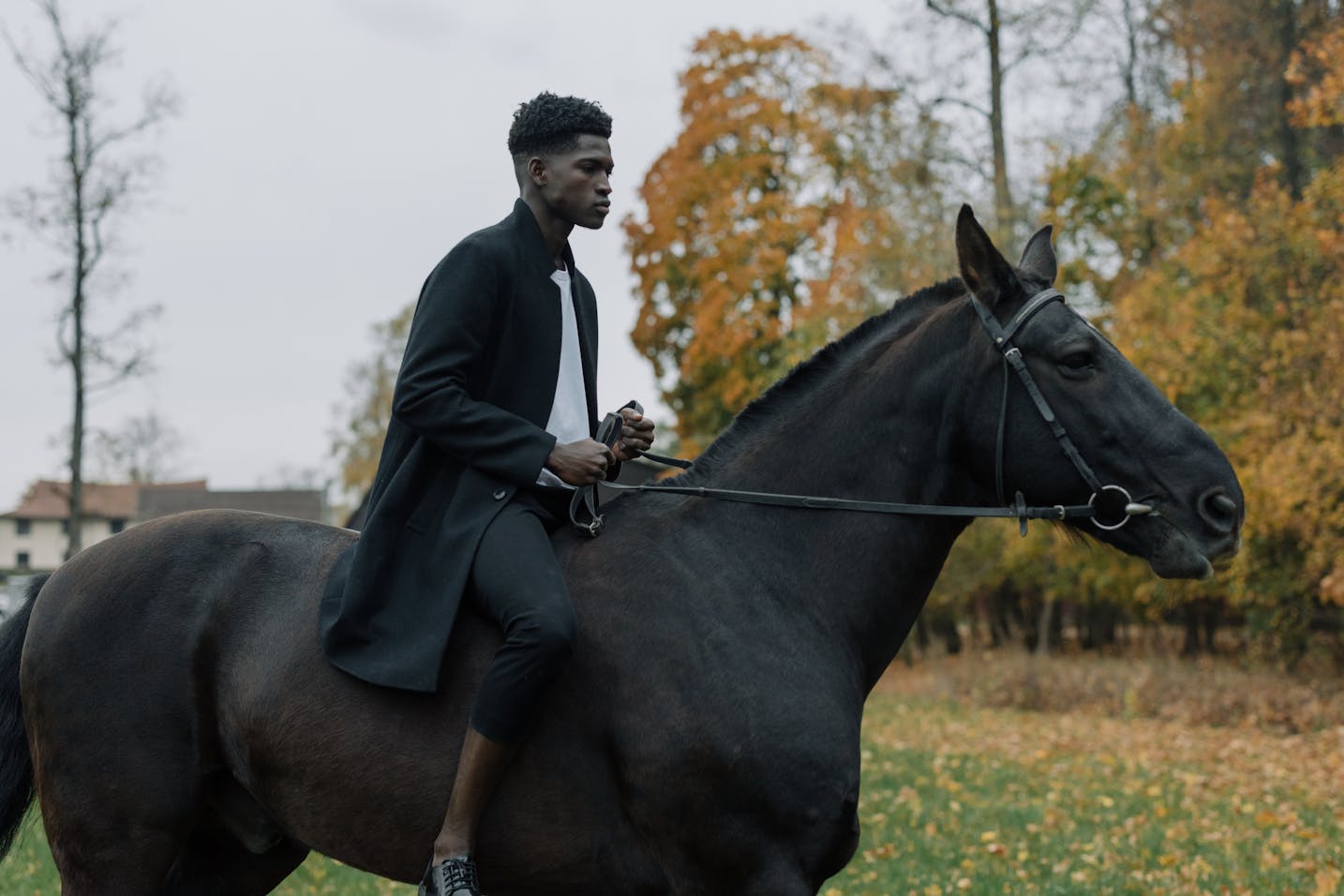 Friesian Sporthorse: Traits, Benefits, and Riding Uses