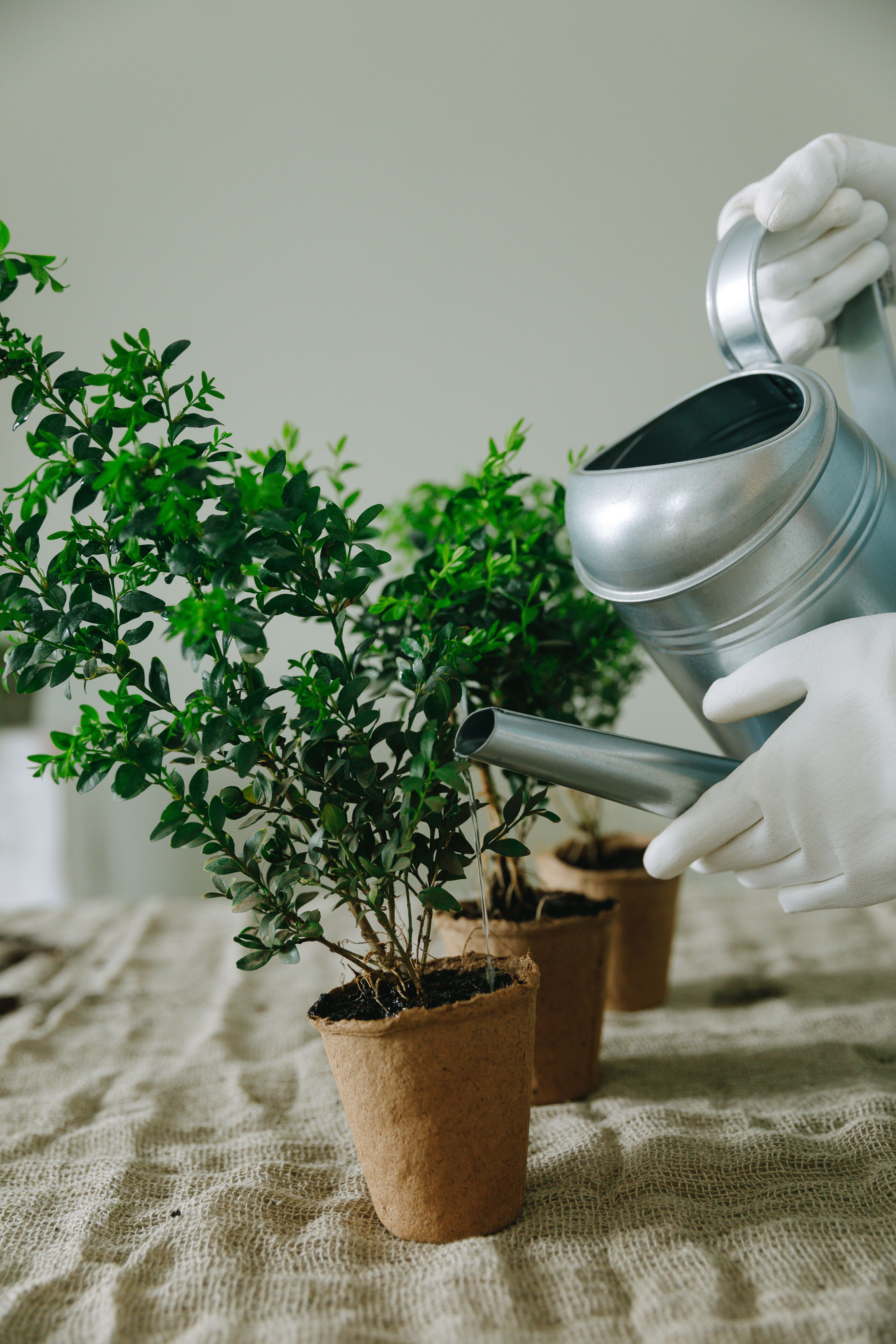 Pot Cultivation Photos, Download The BEST Free Pot Cultivation Stock ...