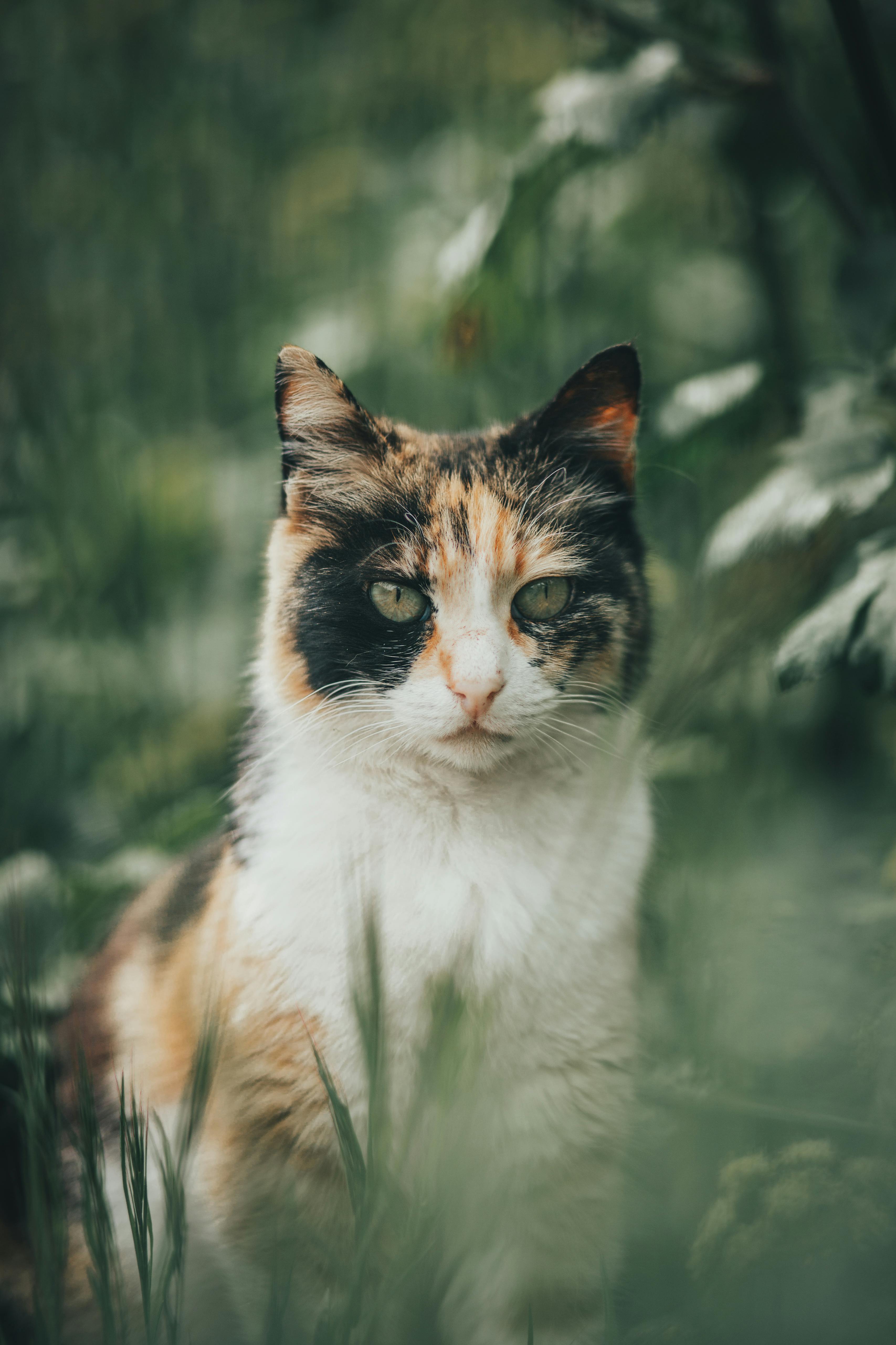 Cute Fluffy Cat · Free Stock Photo