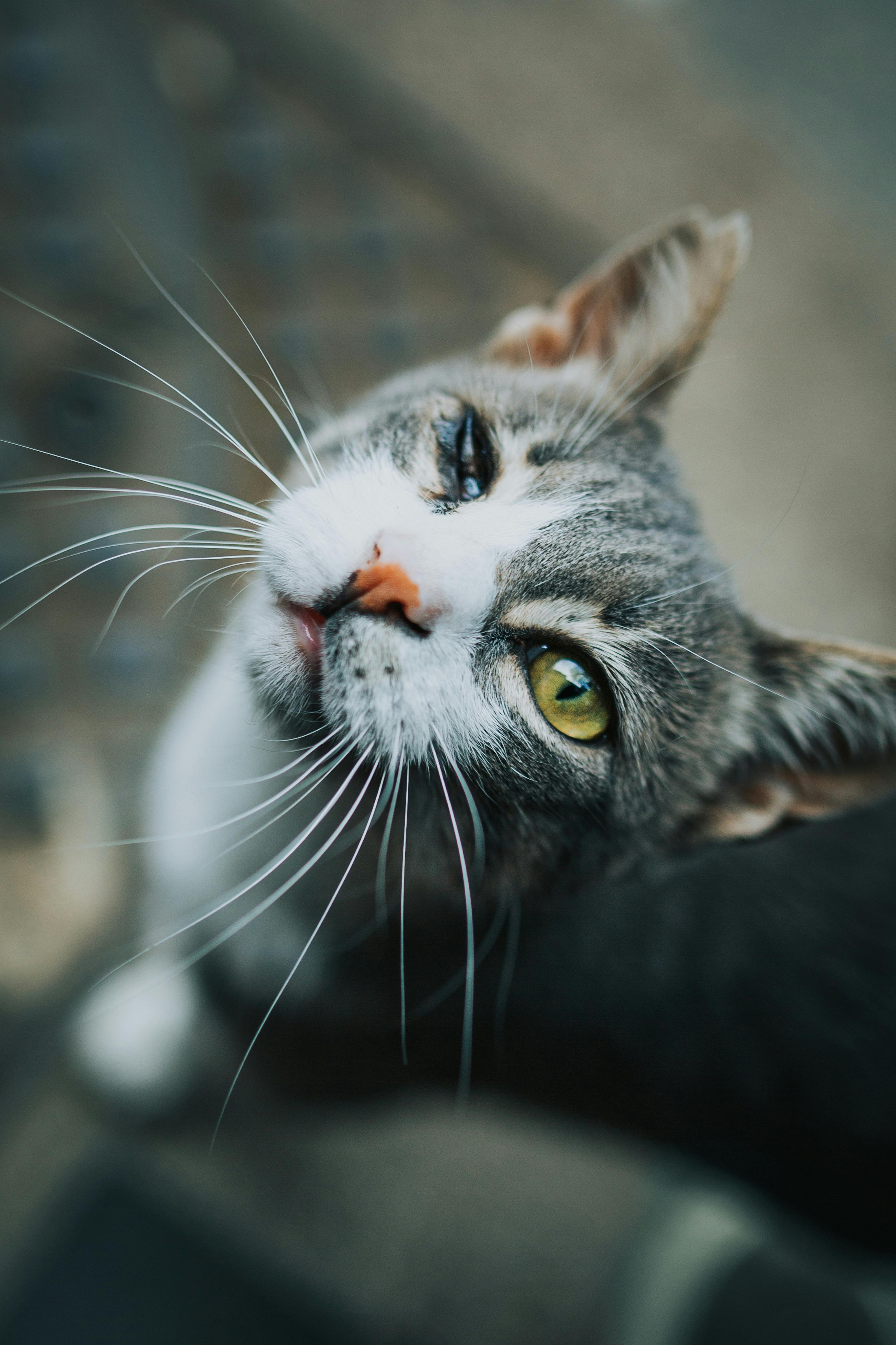 Portrait of One-Eyed Cat · Free Stock Photo