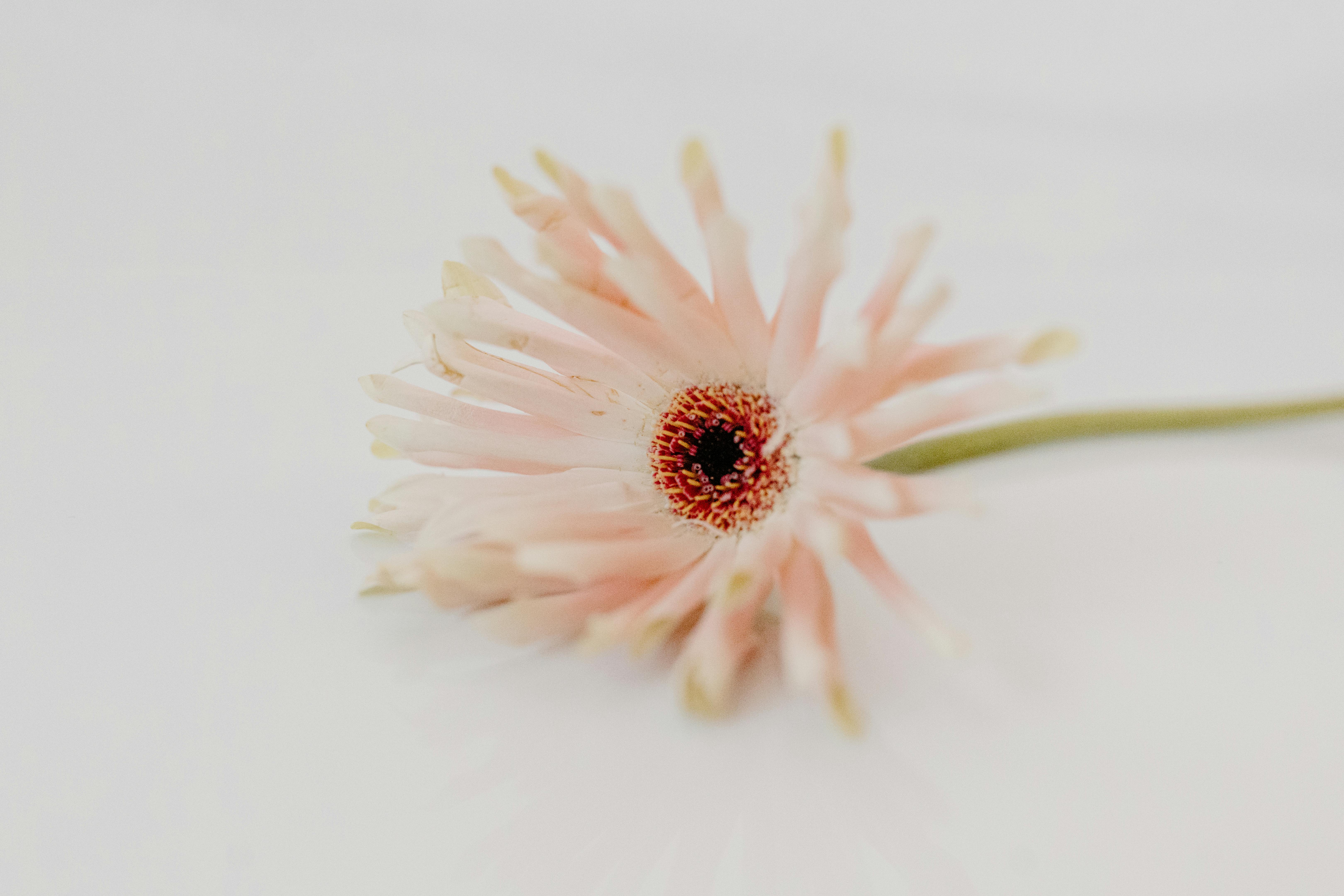 Desktop Wallpaper Dainty Flower Field Photos, Download The BEST Free ...