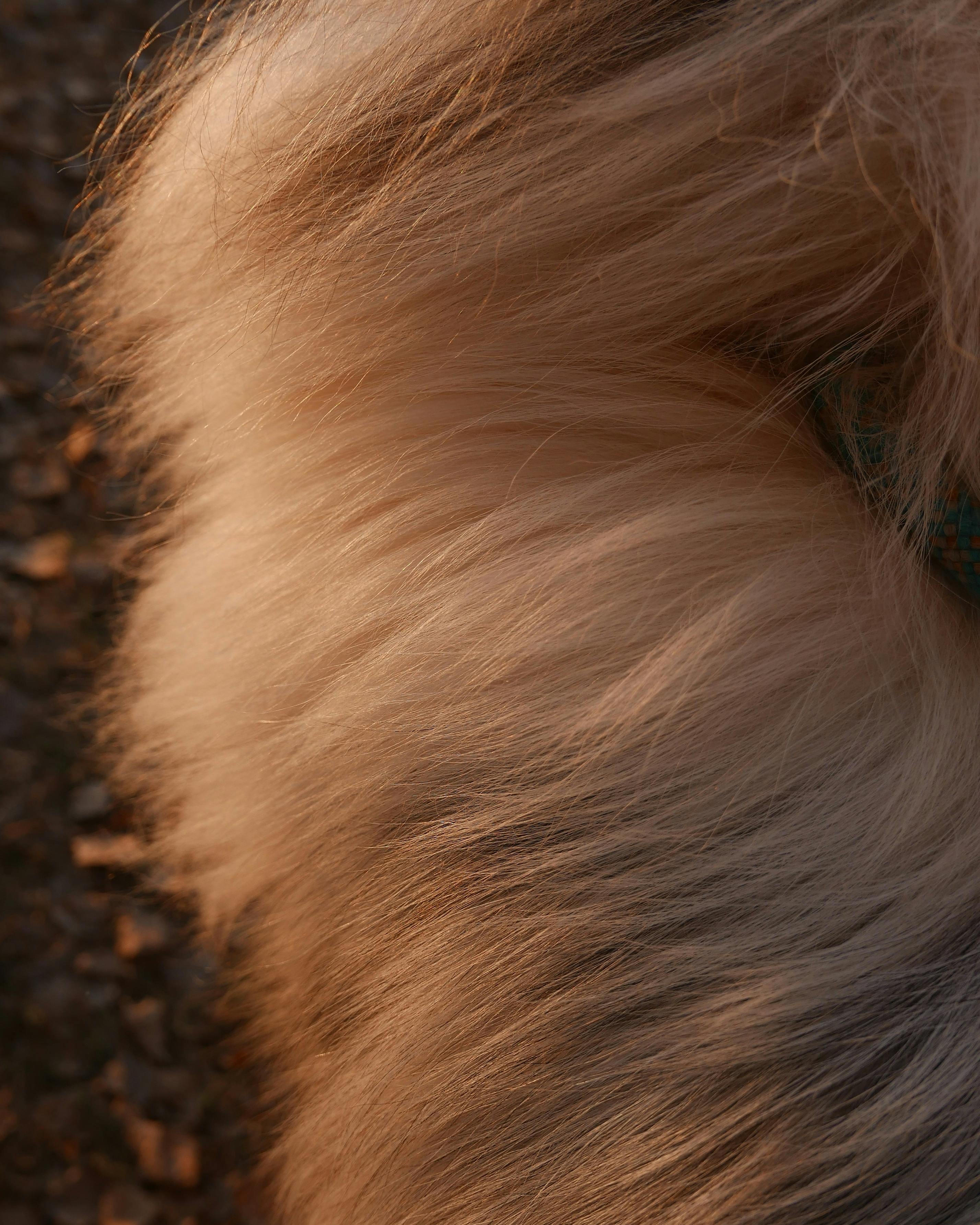 Close-Up Photo of an Animal's Fur · Free Stock Photo