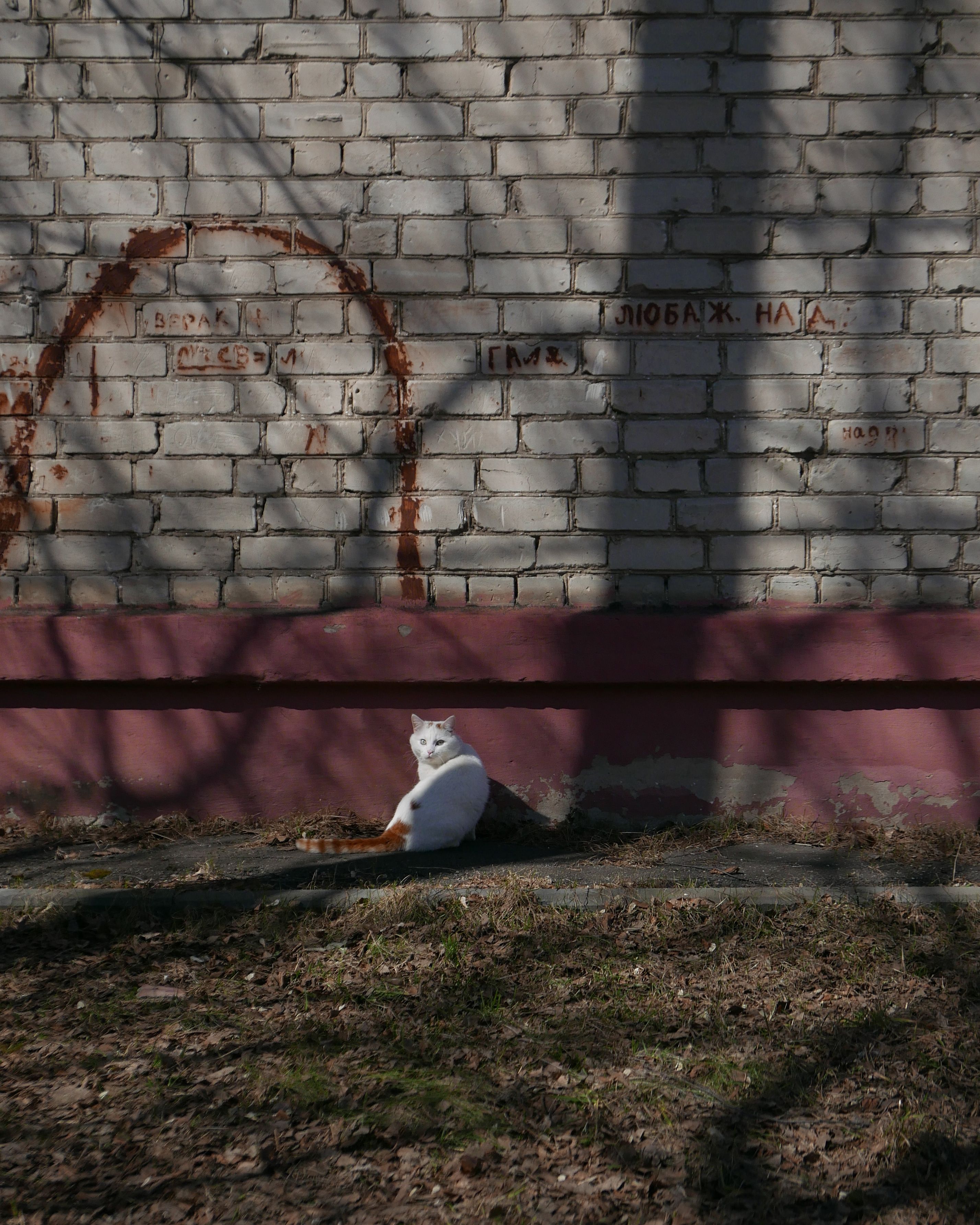 Photograph of a Cat Near a Brick Wall · Free Stock Photo
