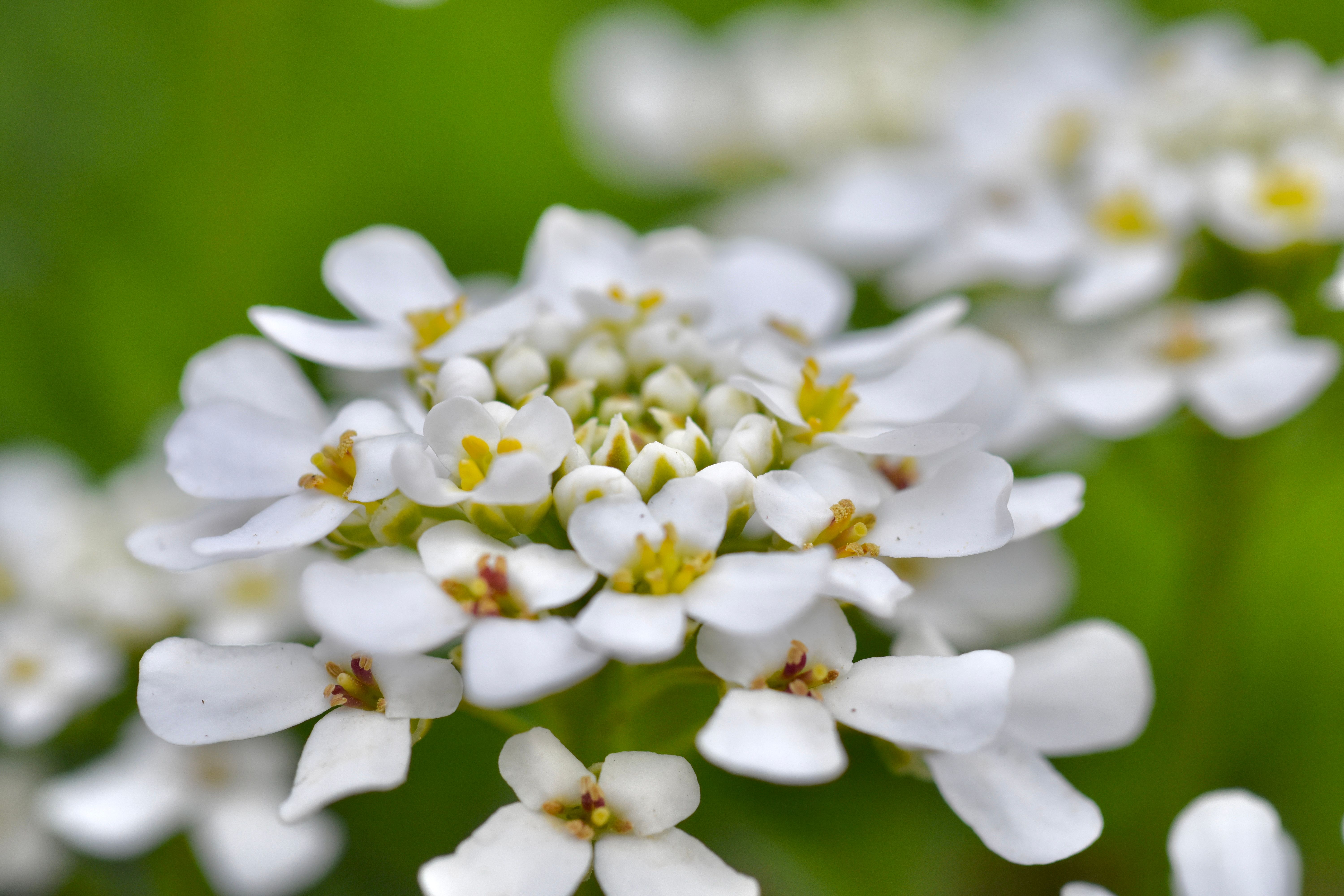 Close-Up Shot of White Annual Candytuft Flowers · Free Stock Photo