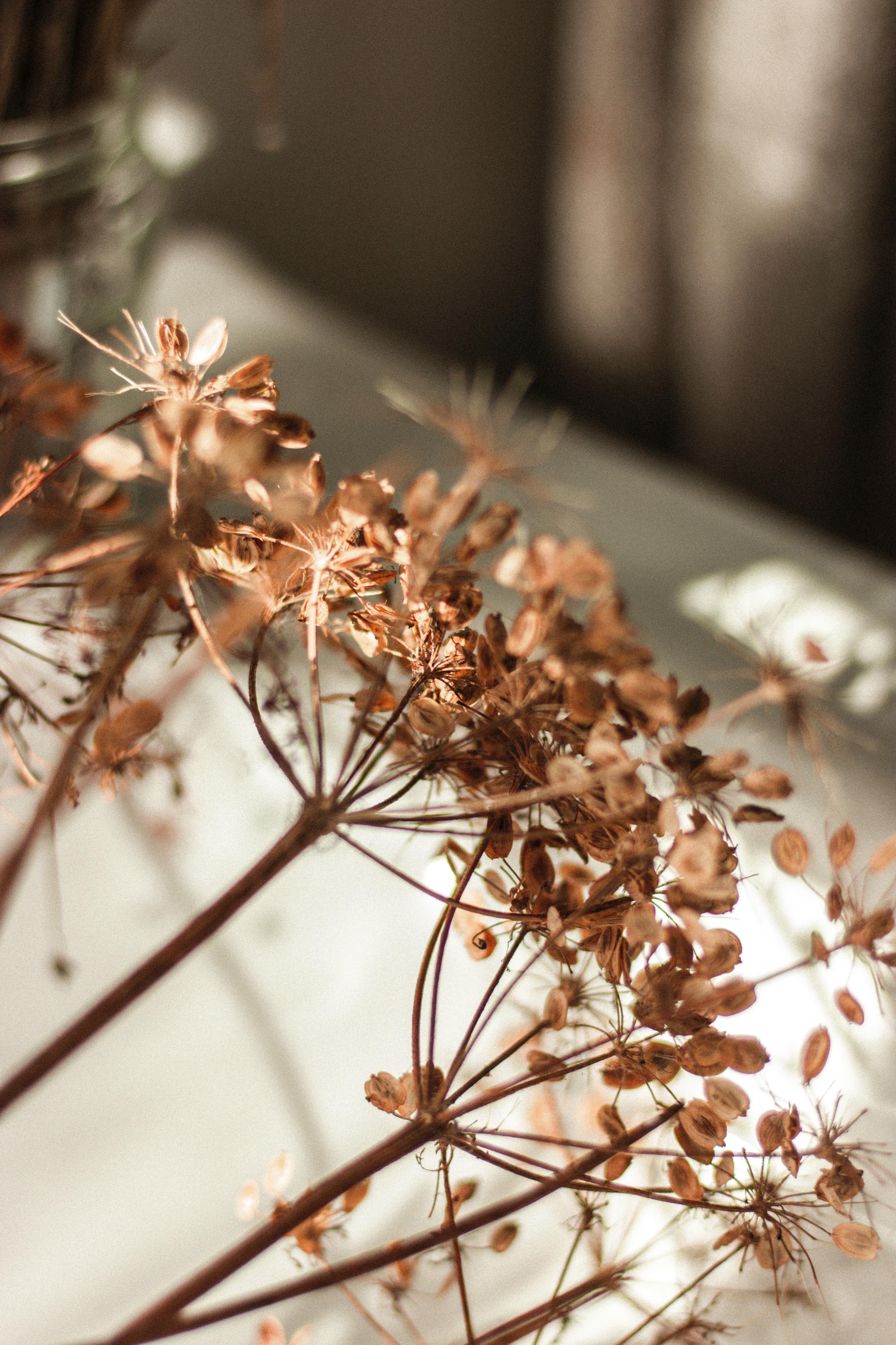 Faded flowers on sprigs in autumn garden · Free Stock Photo