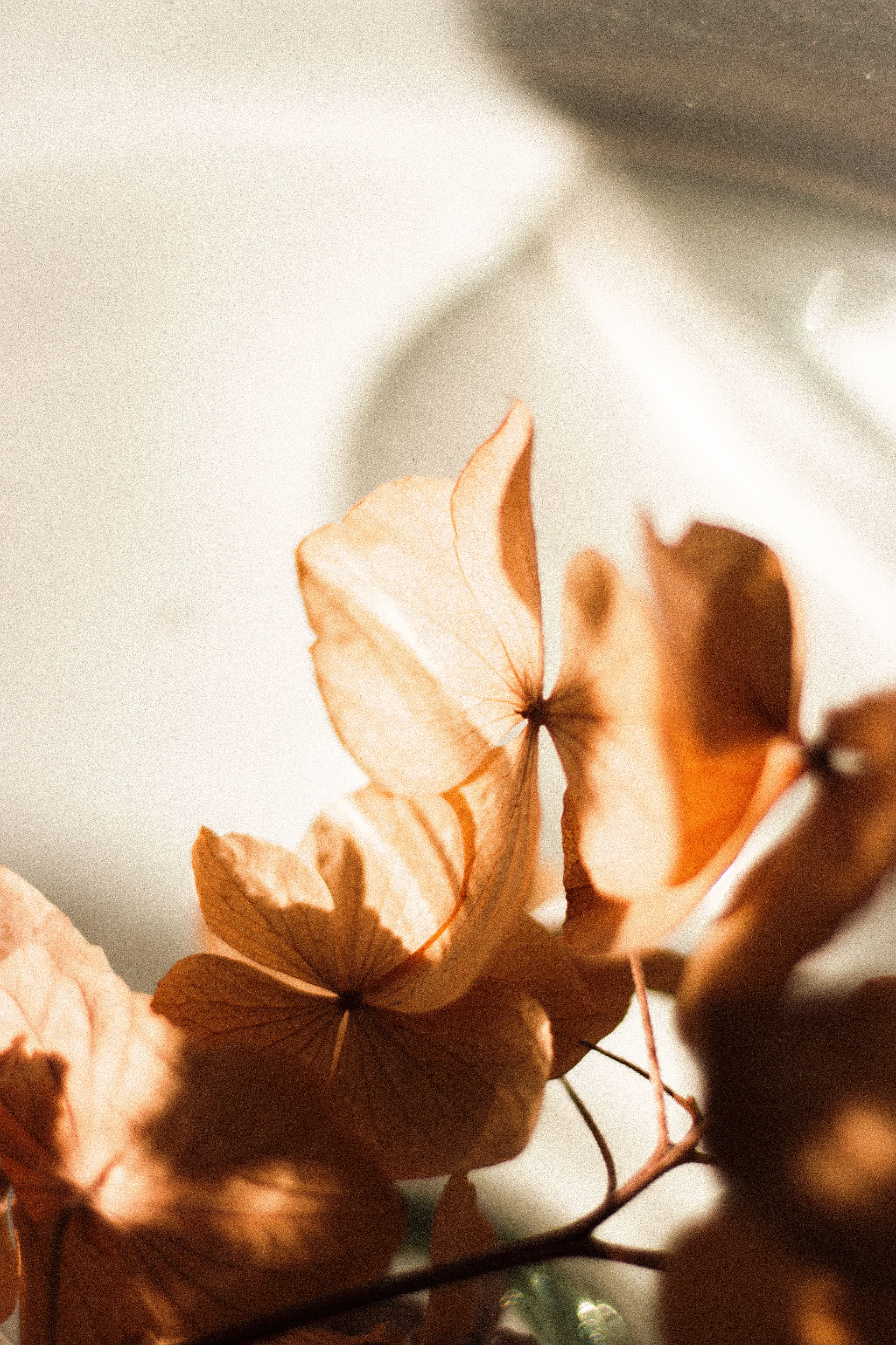 Dry cosmos flowers on textures white background · Free Stock Photo