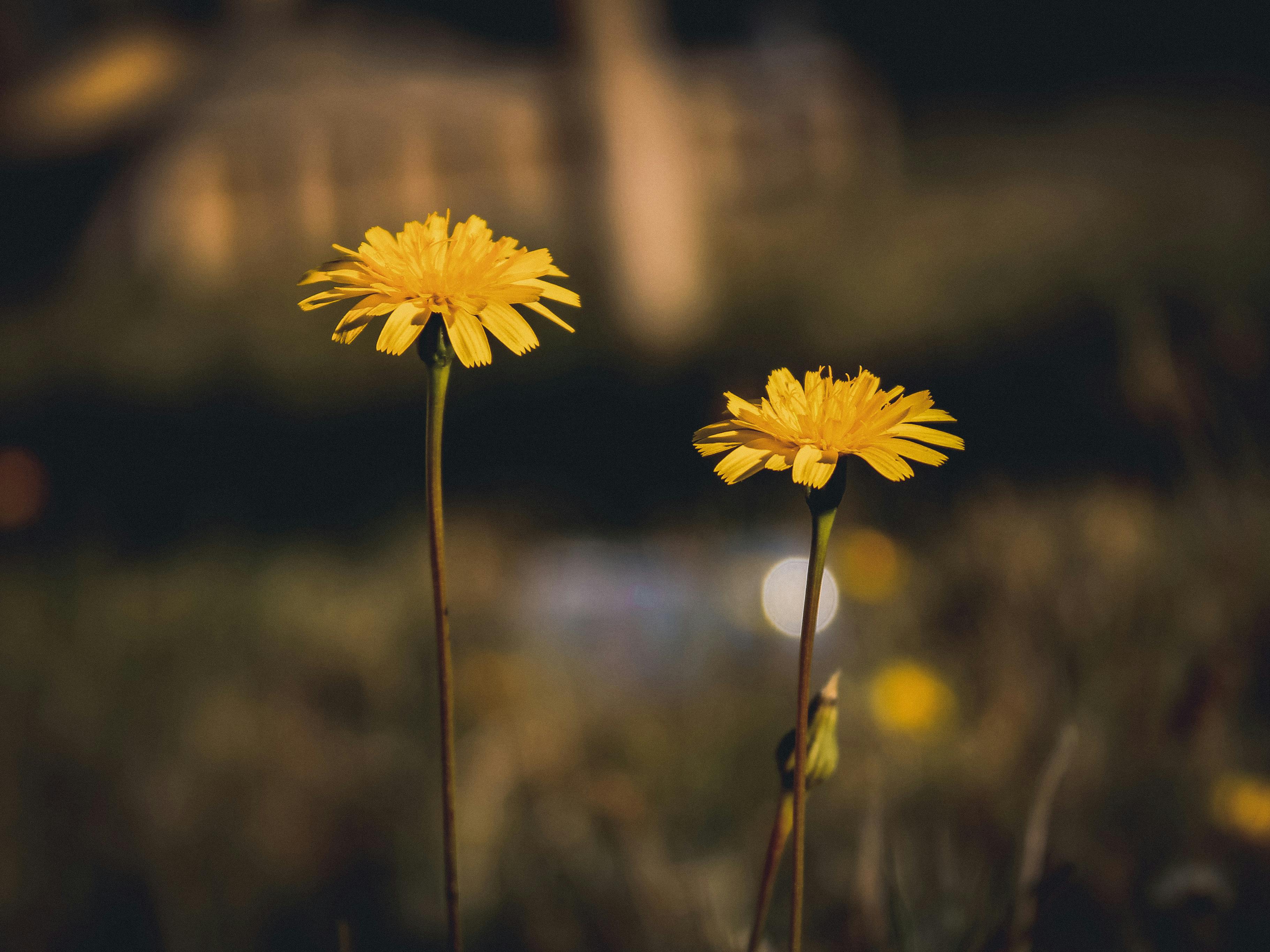 Yellow Flowers in Close Up Photography · Free Stock Photo