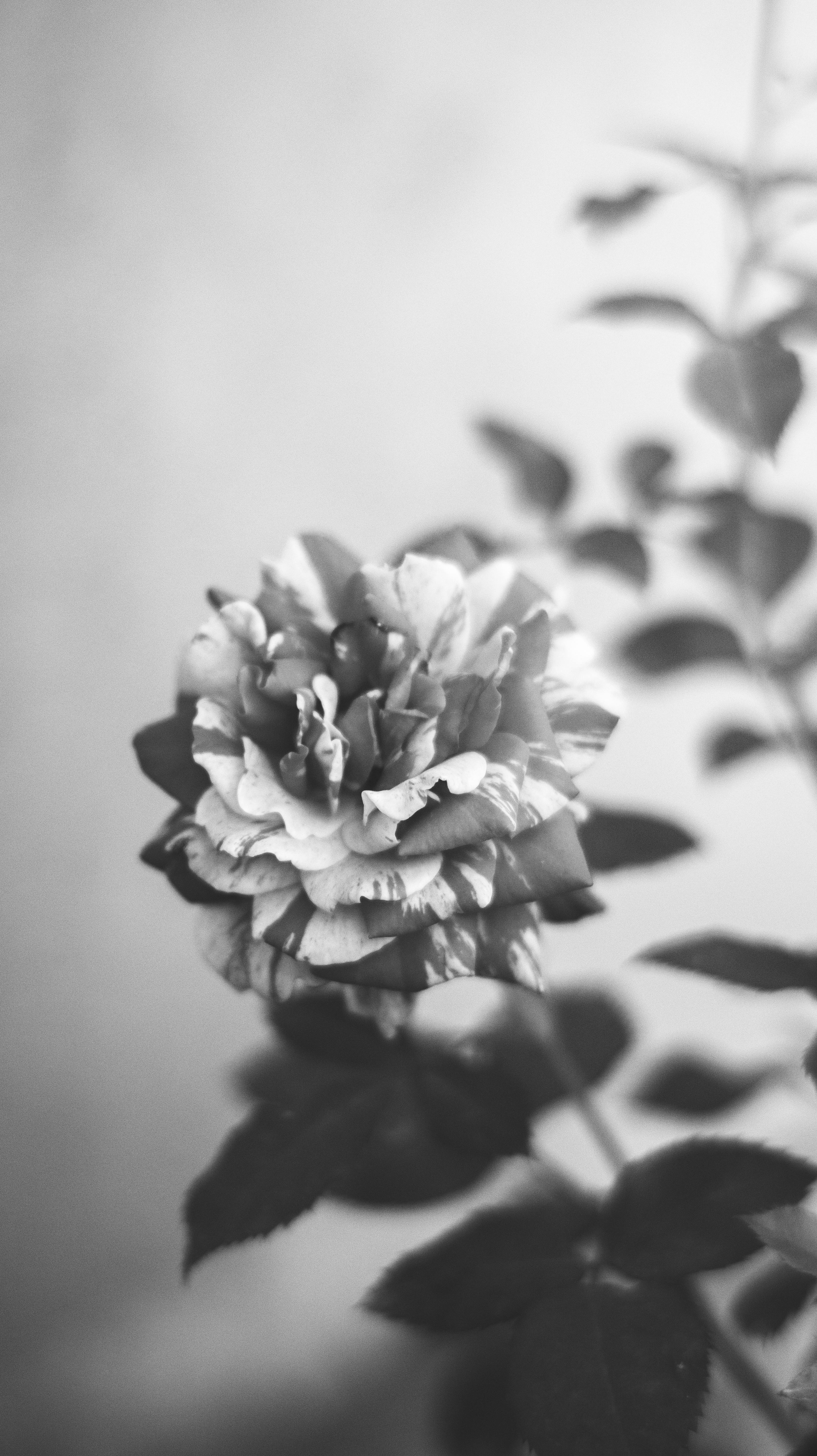 A Grayscale Photo of a Flower in Full Bloom · Free Stock Photo